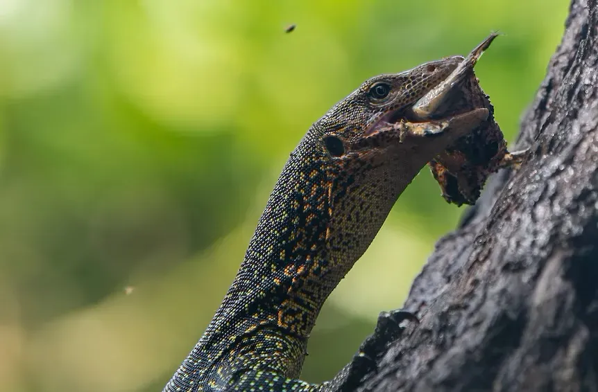 World-First Monitor Lizard Eradication Program Aims To Protect Endangered Turtles Nesting on ...