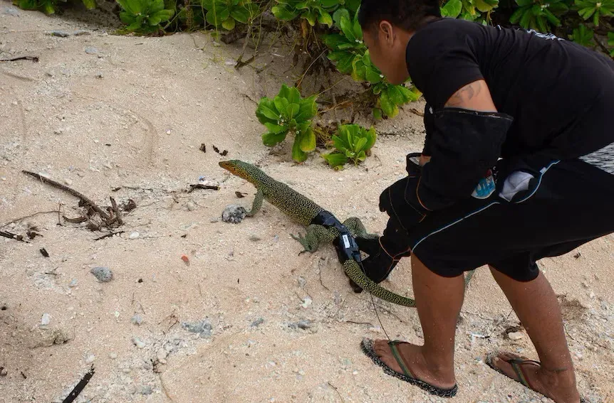 World-First Monitor Lizard Eradication Program Aims To Protect Endangered Turtles Nesting on ...