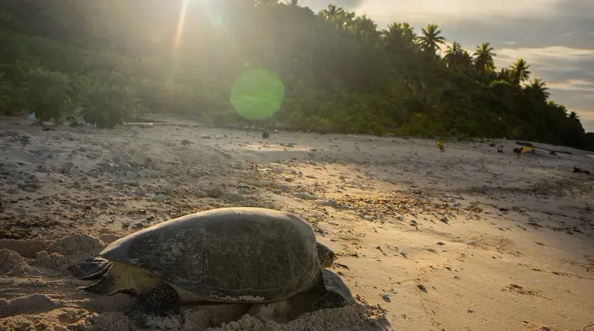 World-First Monitor Lizard Eradication Program Aims To Protect ...