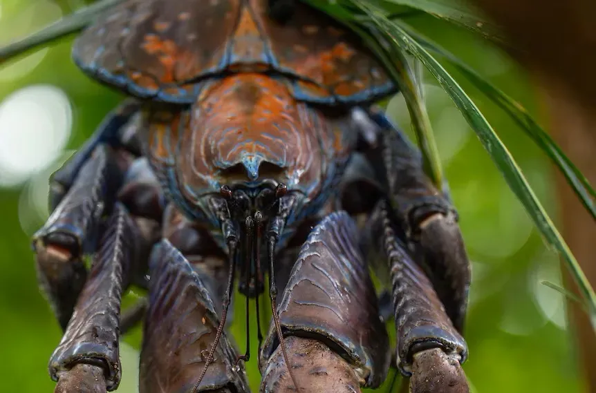 World-First Monitor Lizard Eradication Program Aims To Protect ...
