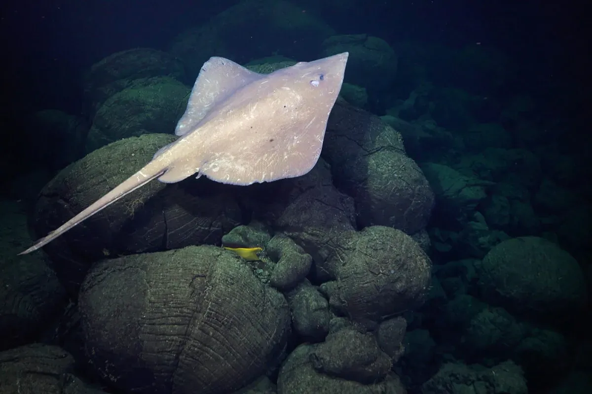 Challenges Persist in TMC’s Bid To Mine the Deep Sea, Even After Boost ...