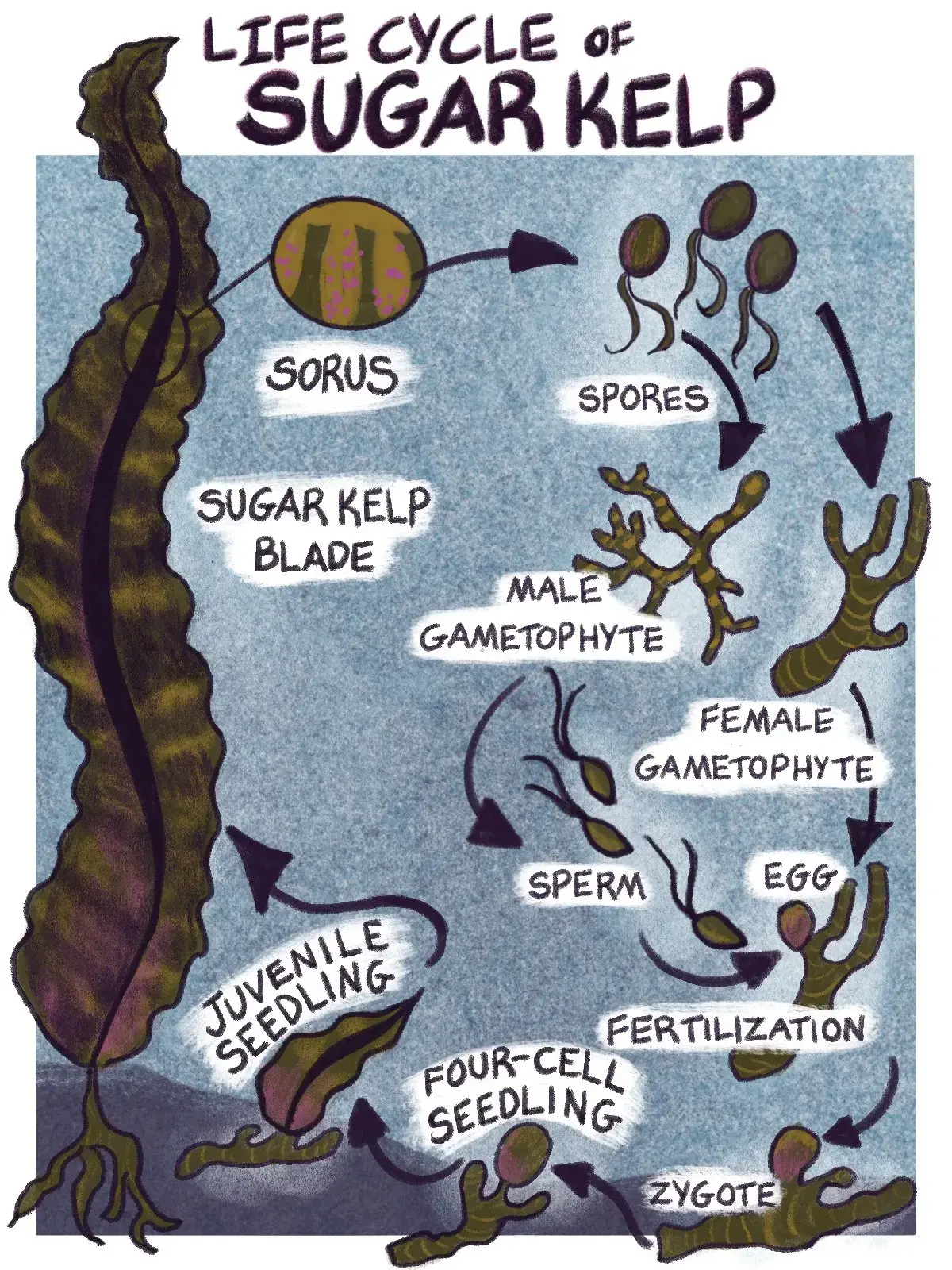 Rescuing Kelp Through Science | Pulitzer Center