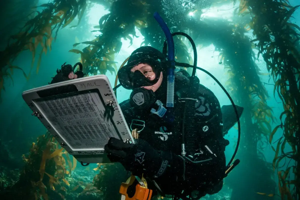 Rescuing Kelp Through Science | Pulitzer Center