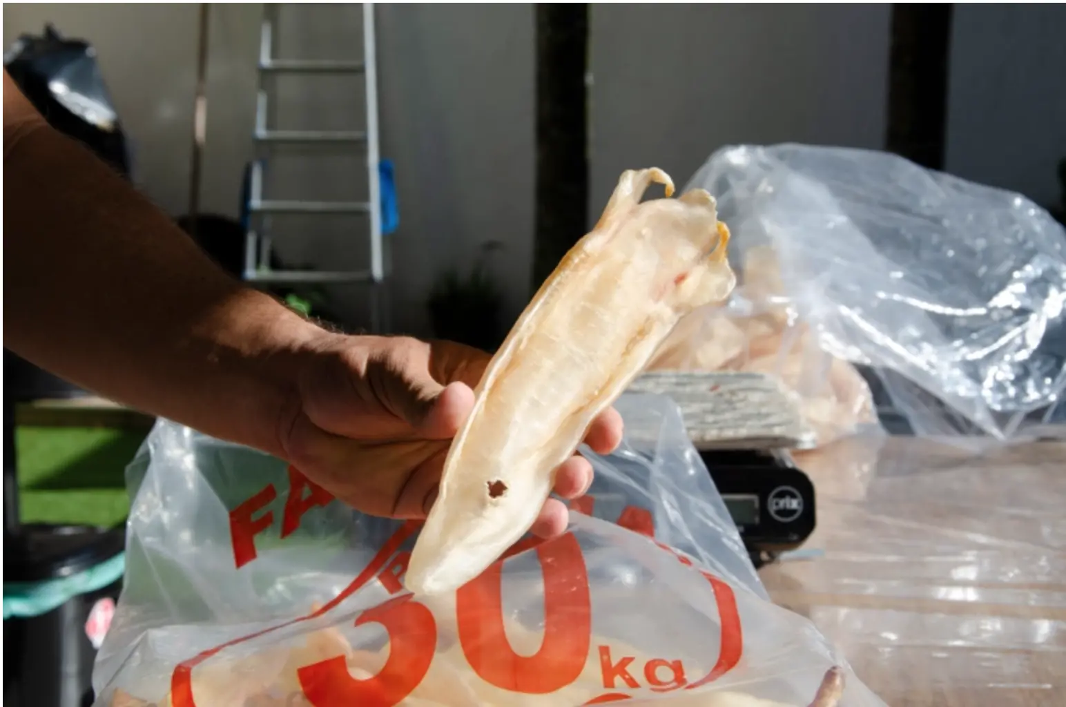 ‘Gold in the Sea’: Brazil’s Booming Fish Bladder Trade | Pulitzer Center