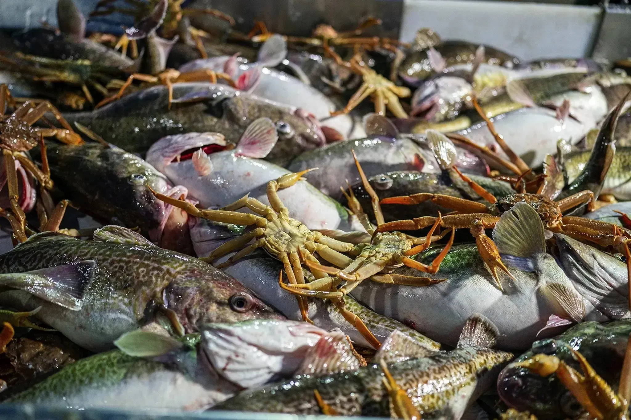 A Crab Boat’s Quest for Snow Crab in a Bering Sea Upended by Climate ...