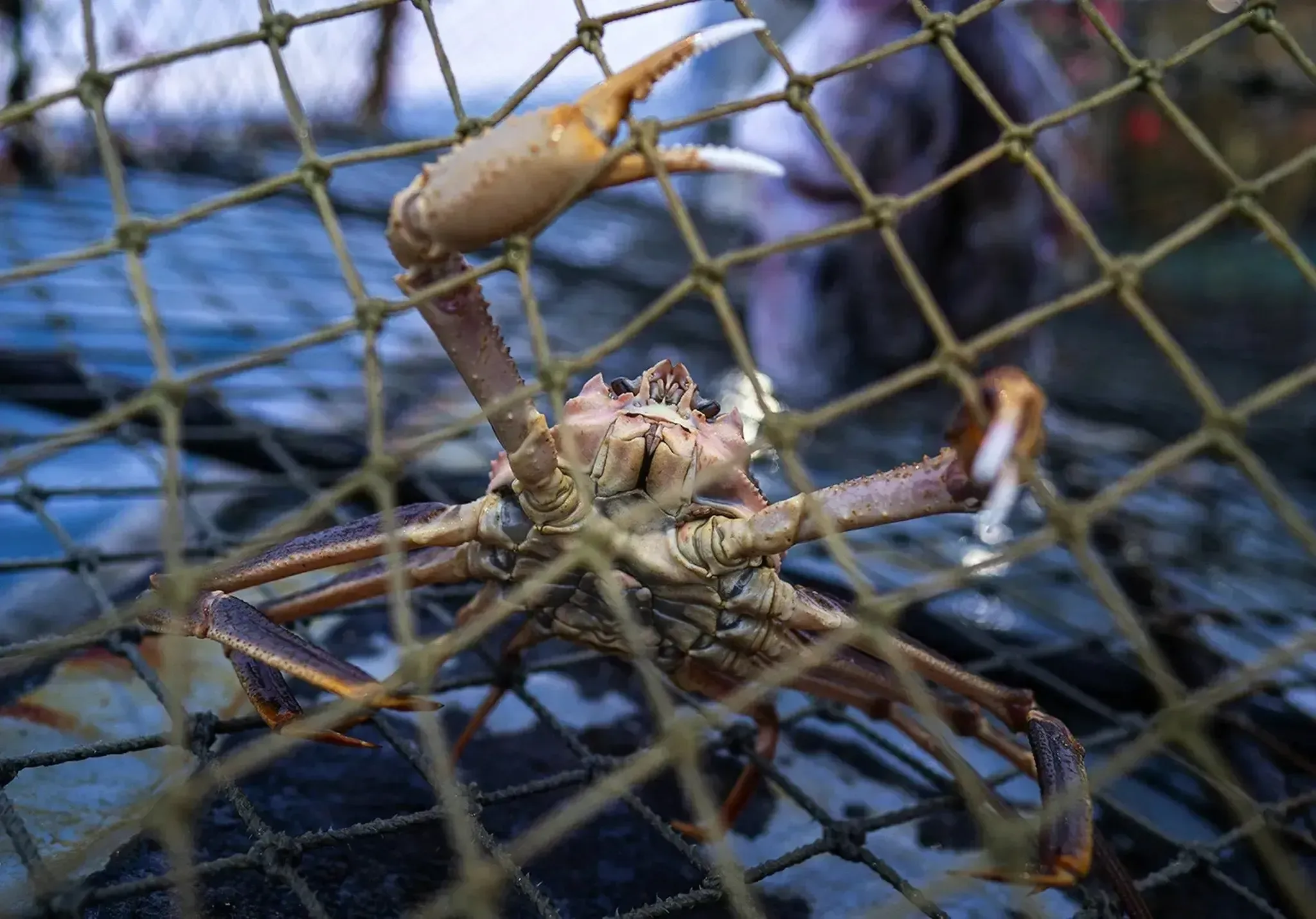 A Crab Boat’s Quest for Snow Crab in a Bering Sea Upended by Climate ...