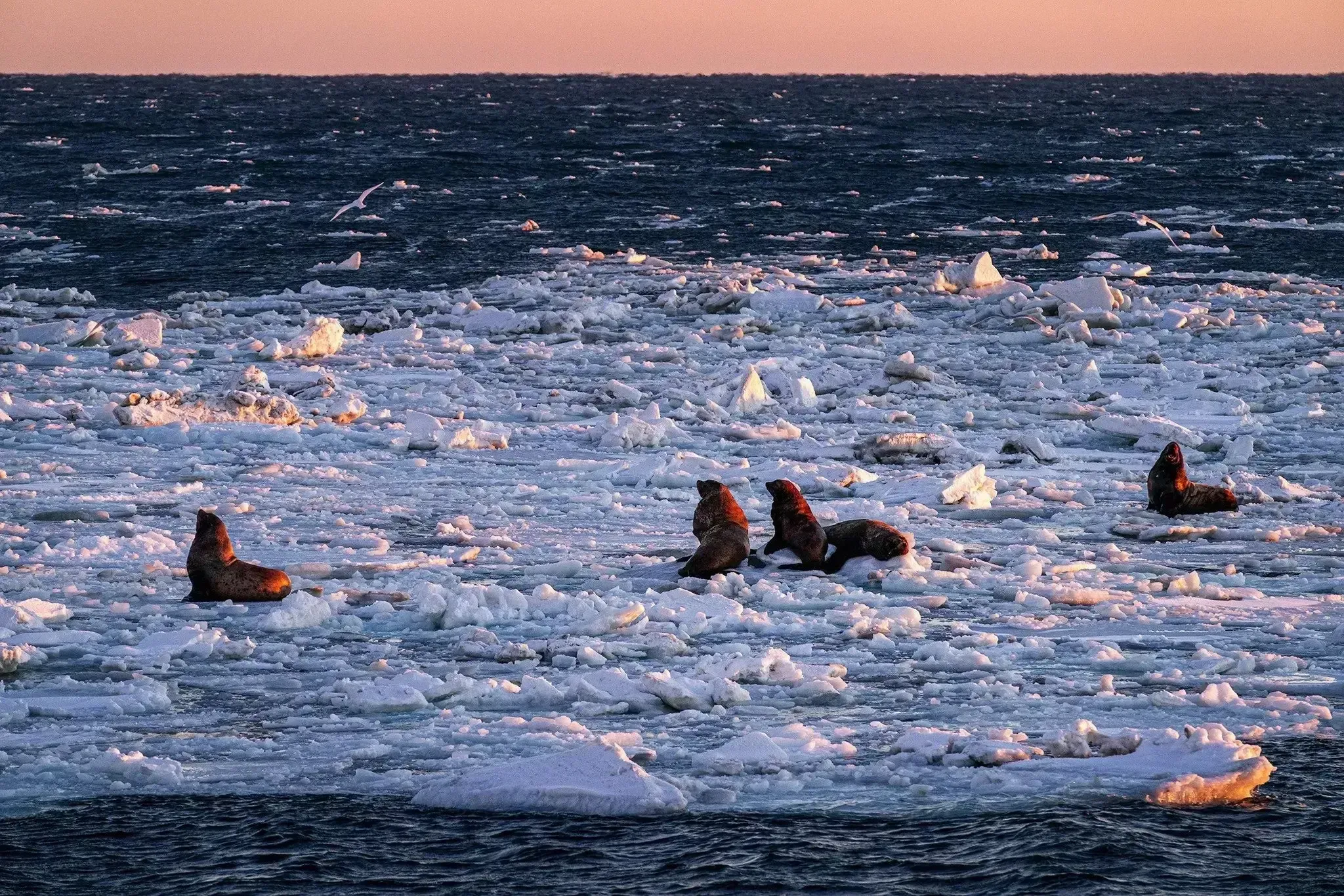 A Crab Boat’s Quest for Snow Crab in a Bering Sea Upended by Climate ...
