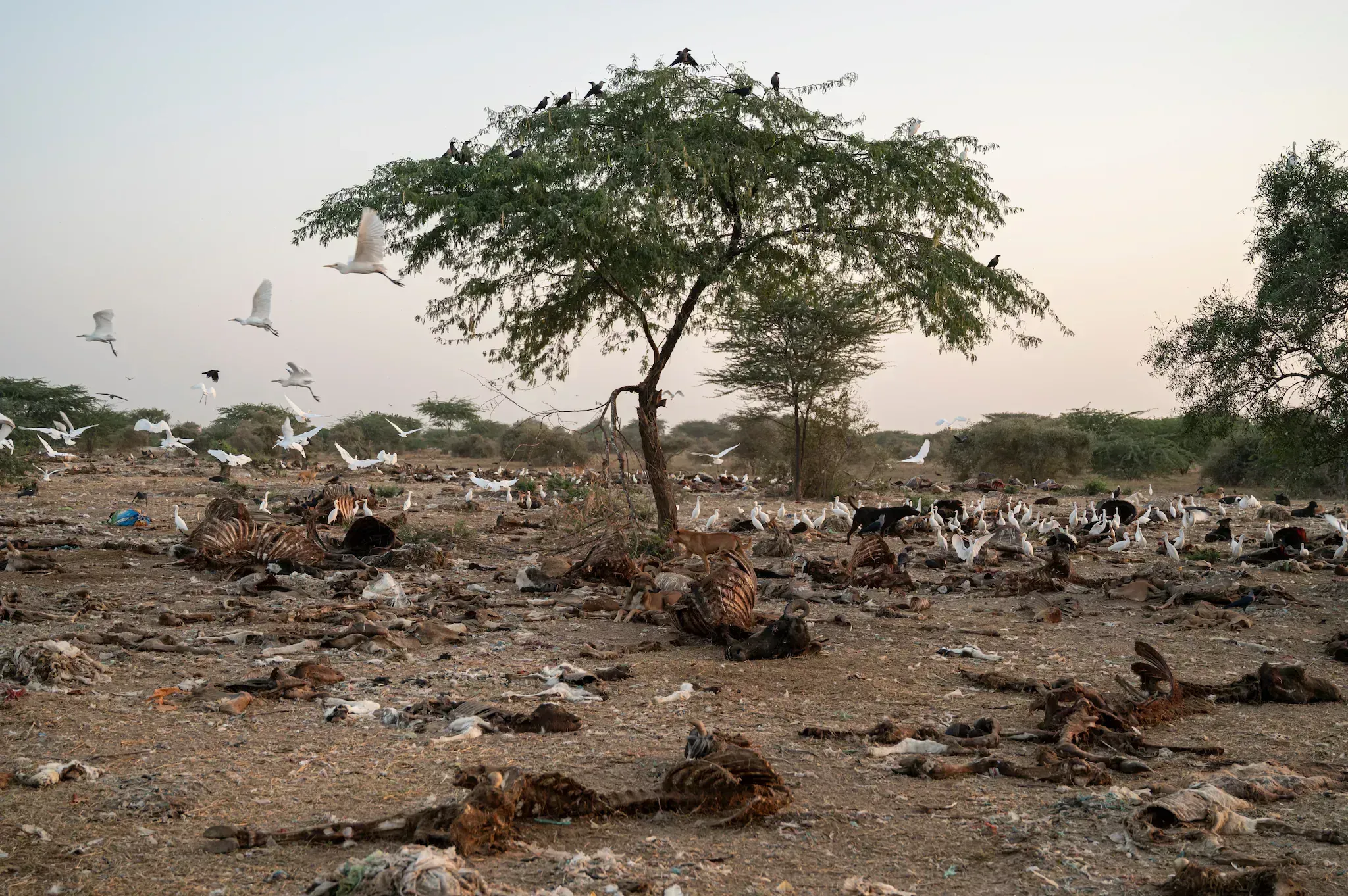 Humans Killed Millions of Vultures. Now People Are Paying the Price ...
