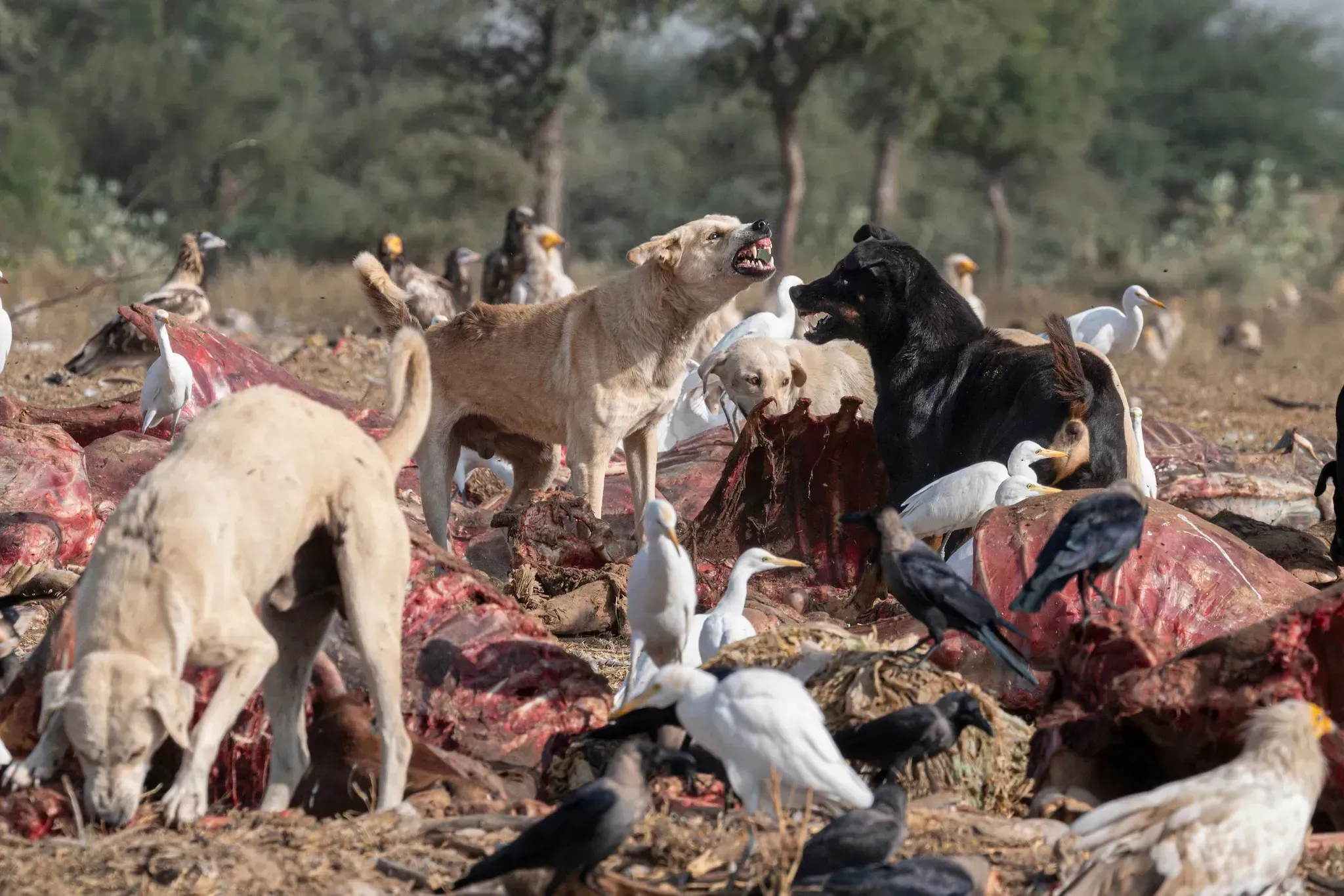 Humans Killed Millions of Vultures. Now People Are Paying the Price ...