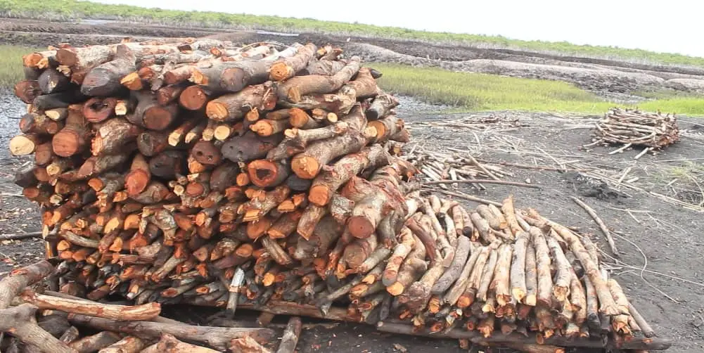 Cutting Mangroves: A Threat to the Ecosystem | Pulitzer Center