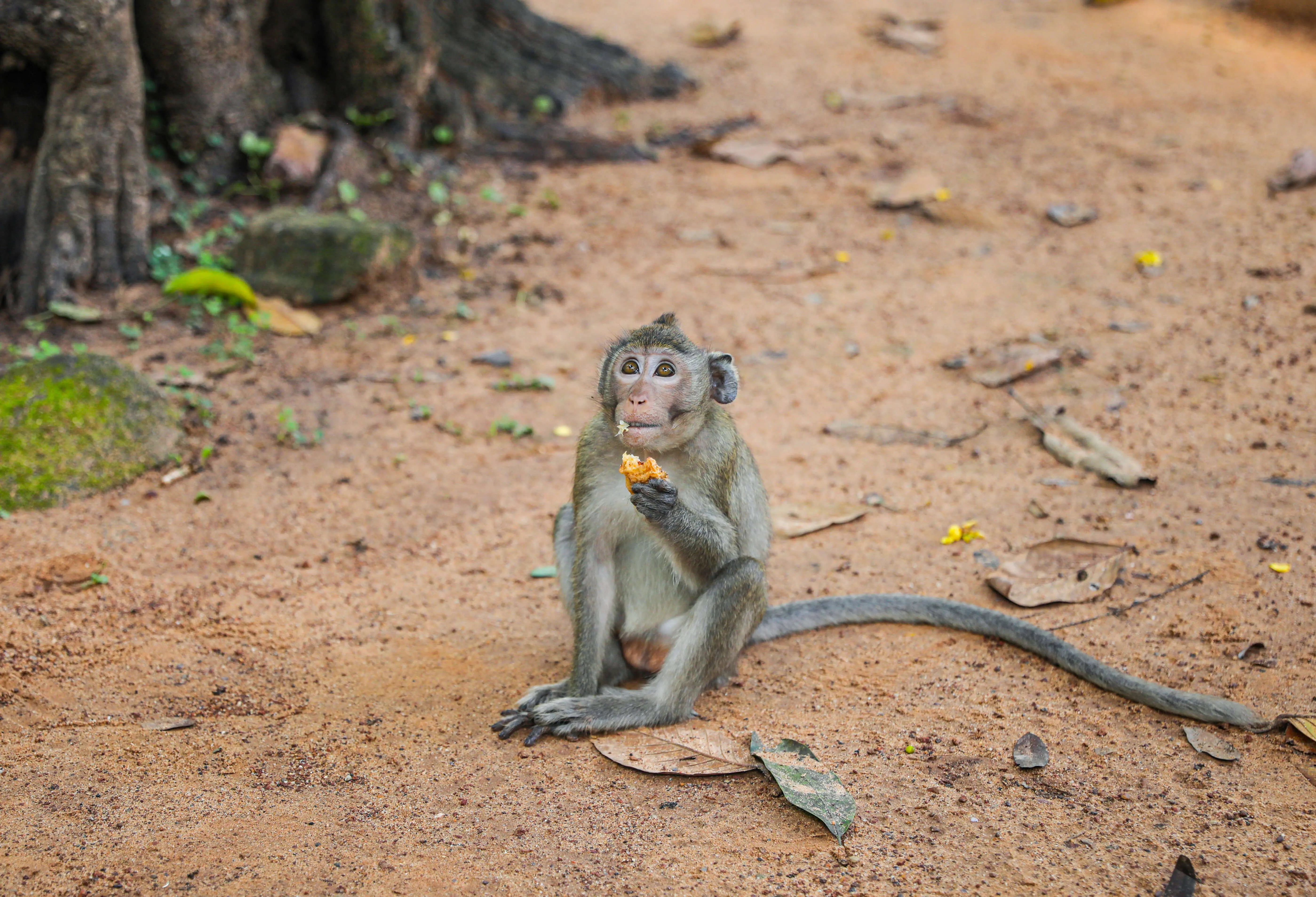 Cambodian Officials Charged with Wildlife Trafficking, a ‘Wake-Up Call ...