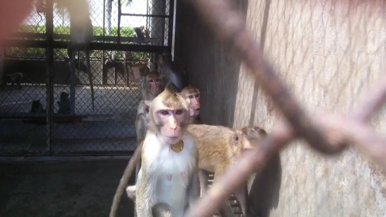 Cambodian Officials Charged with Wildlife Trafficking, a ‘Wake-Up Call ...