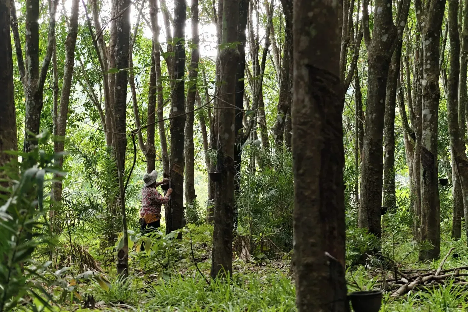 Myanmar’s Upland Plantations Worsen Border Floods | Pulitzer Center