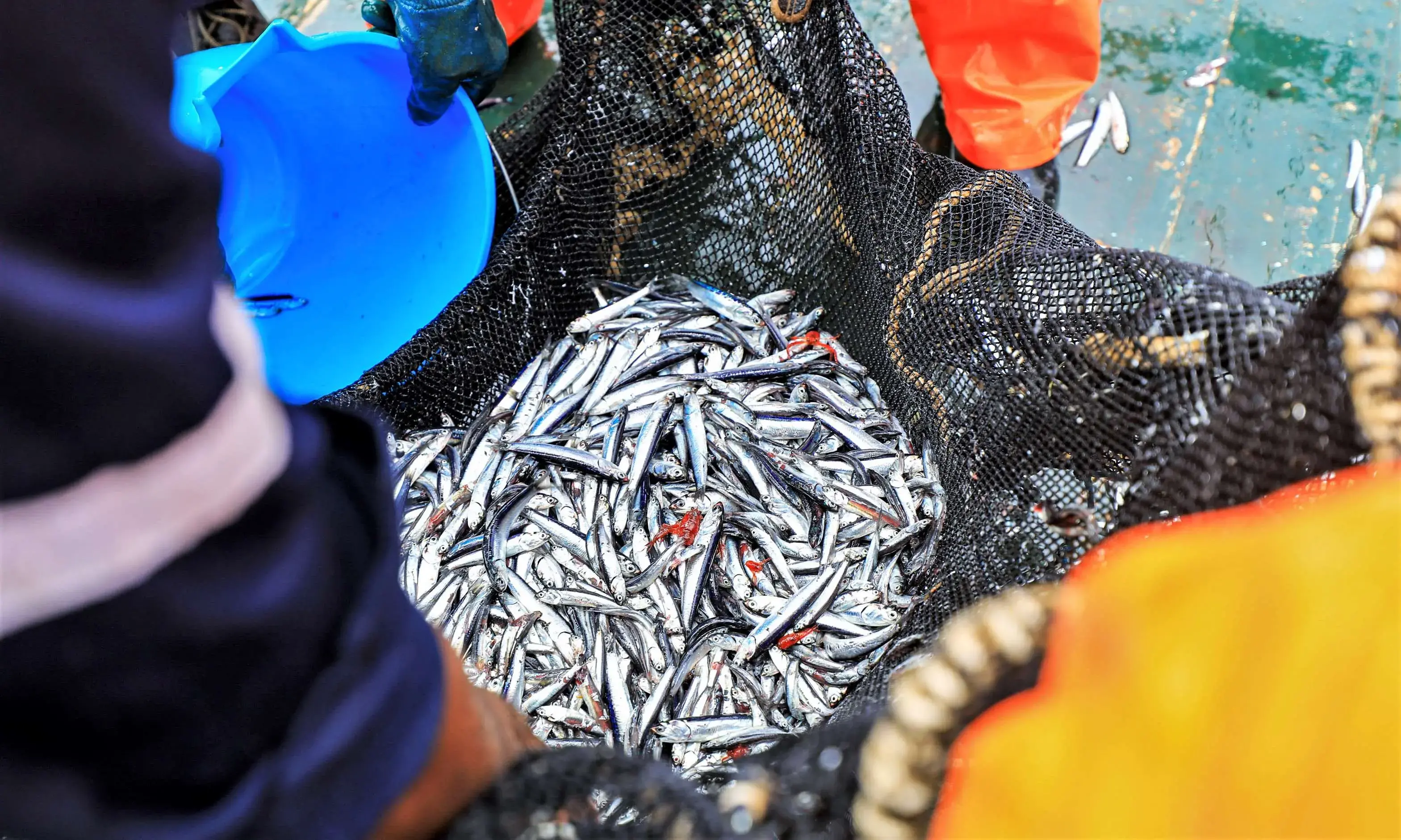 El sacrificio de la anchoveta: Perú flexibilizó pesca de juveniles sin sustento científico ...