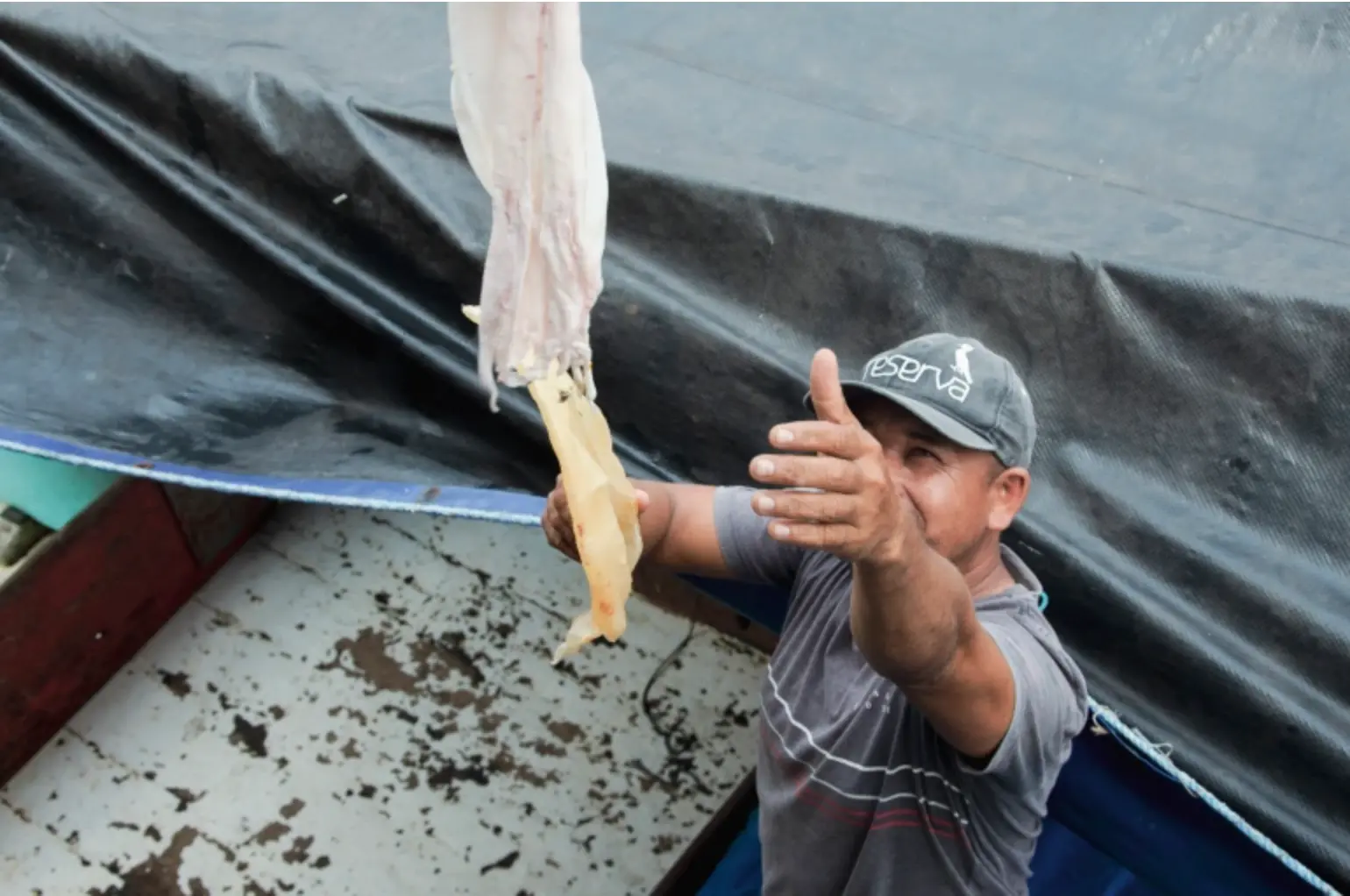 ‘Gold in the Sea’: Brazil’s Booming Fish Bladder Trade | Pulitzer Center