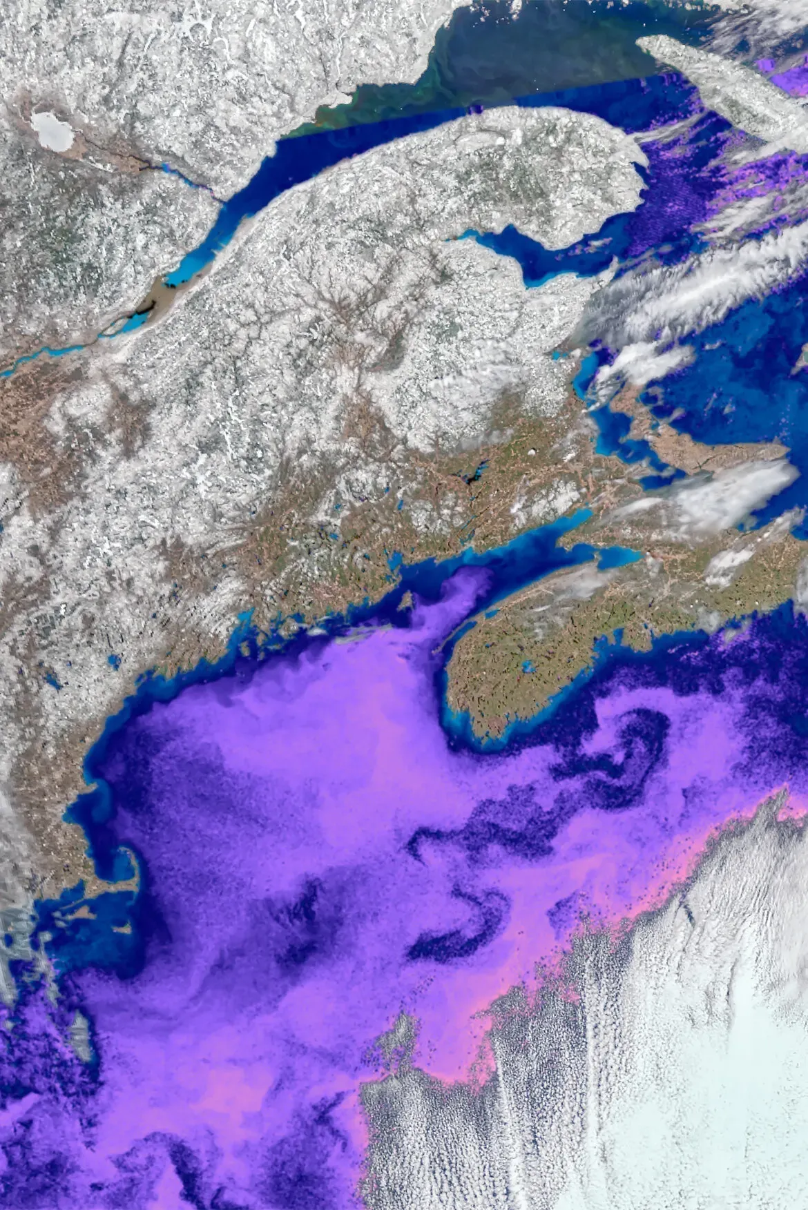 Rising Temperatures Are Scrambling the Base of the Ocean Food Web ...