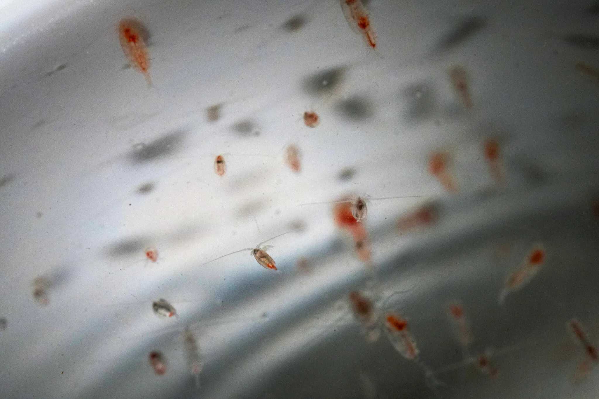 Rising Temperatures Are Scrambling the Base of the Ocean Food Web ...