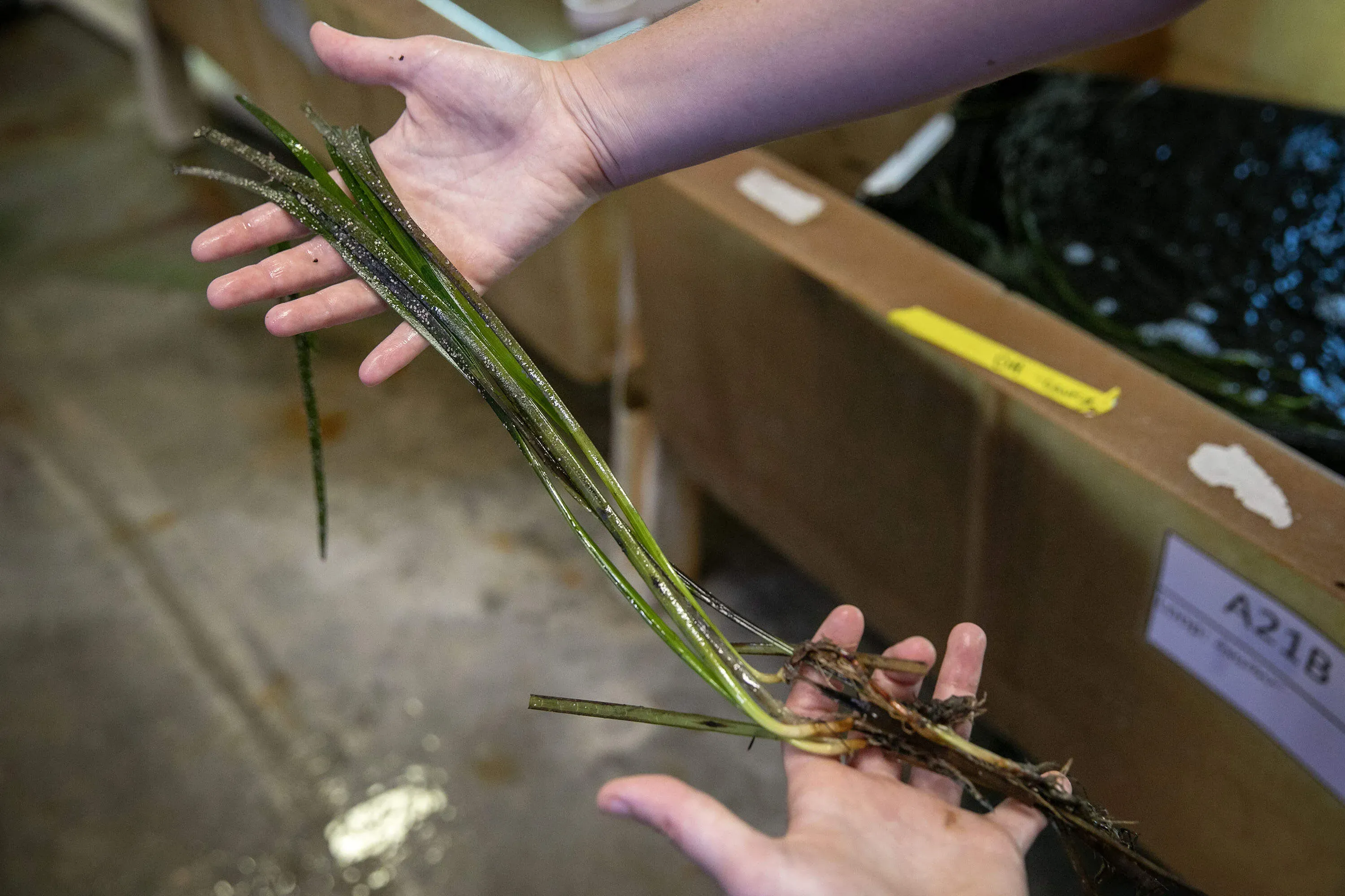 Saving Eelgrass, the Most Important Plant You’ve Likely Never Heard Of ...