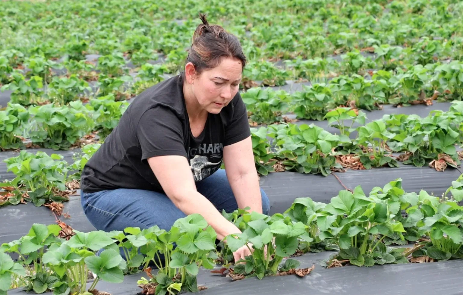 ‘We’re All Just Little Farms Struggling To Break Even’ — Sunset Berry ...