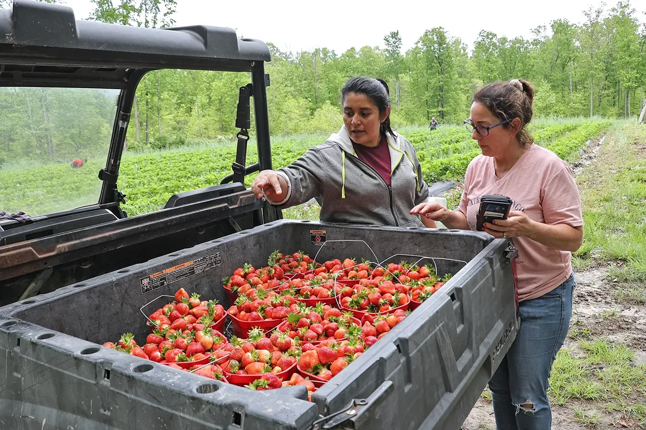 ‘We’re All Just Little Farms Struggling To Break Even’ — Sunset Berry ...