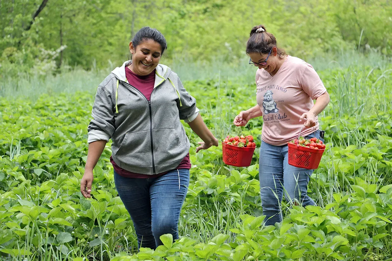 ‘We’re All Just Little Farms Struggling To Break Even’ — Sunset Berry ...