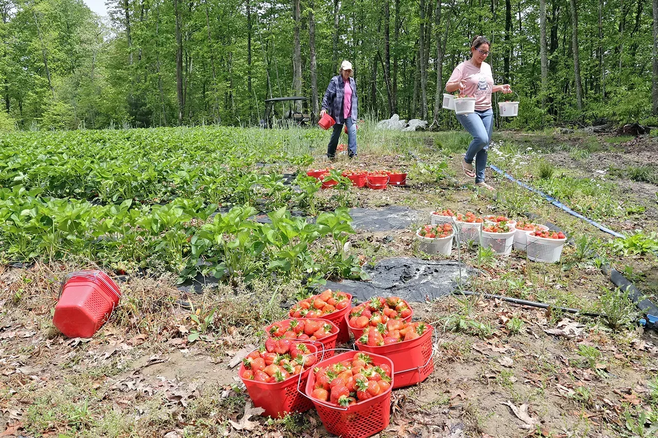 ‘We’re All Just Little Farms Struggling To Break Even’ — Sunset Berry ...