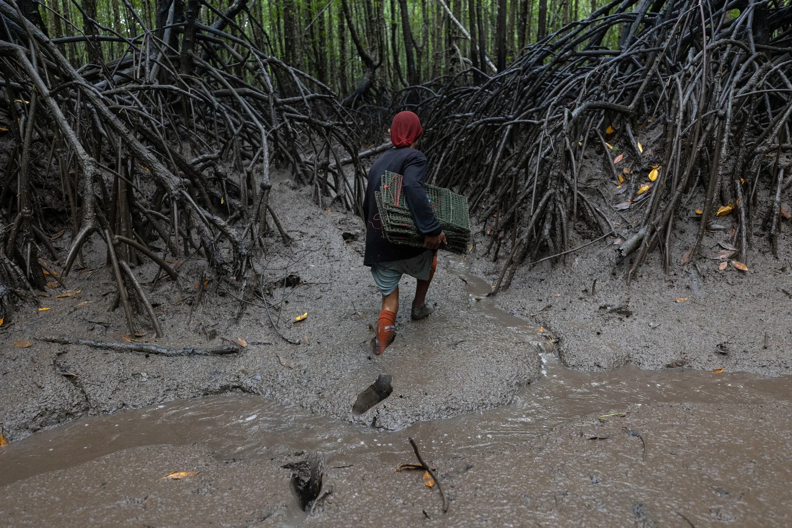 Thailand Turns to Mangrove Carbon Credits Despite Skepticism | Pulitzer ...