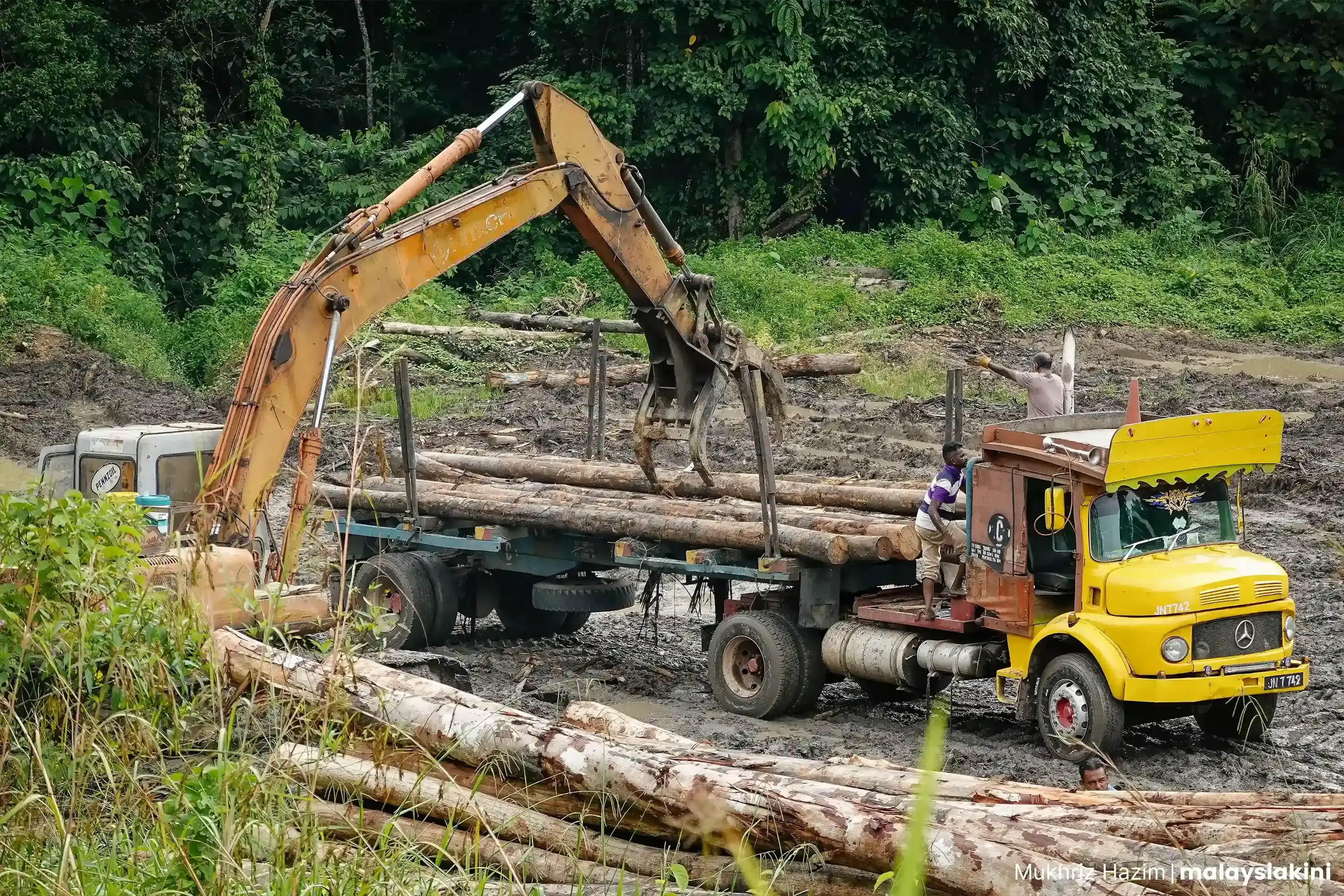 Timber Grab: The Truth Behind Pahang Oil Palm Plantations | Pulitzer Center
