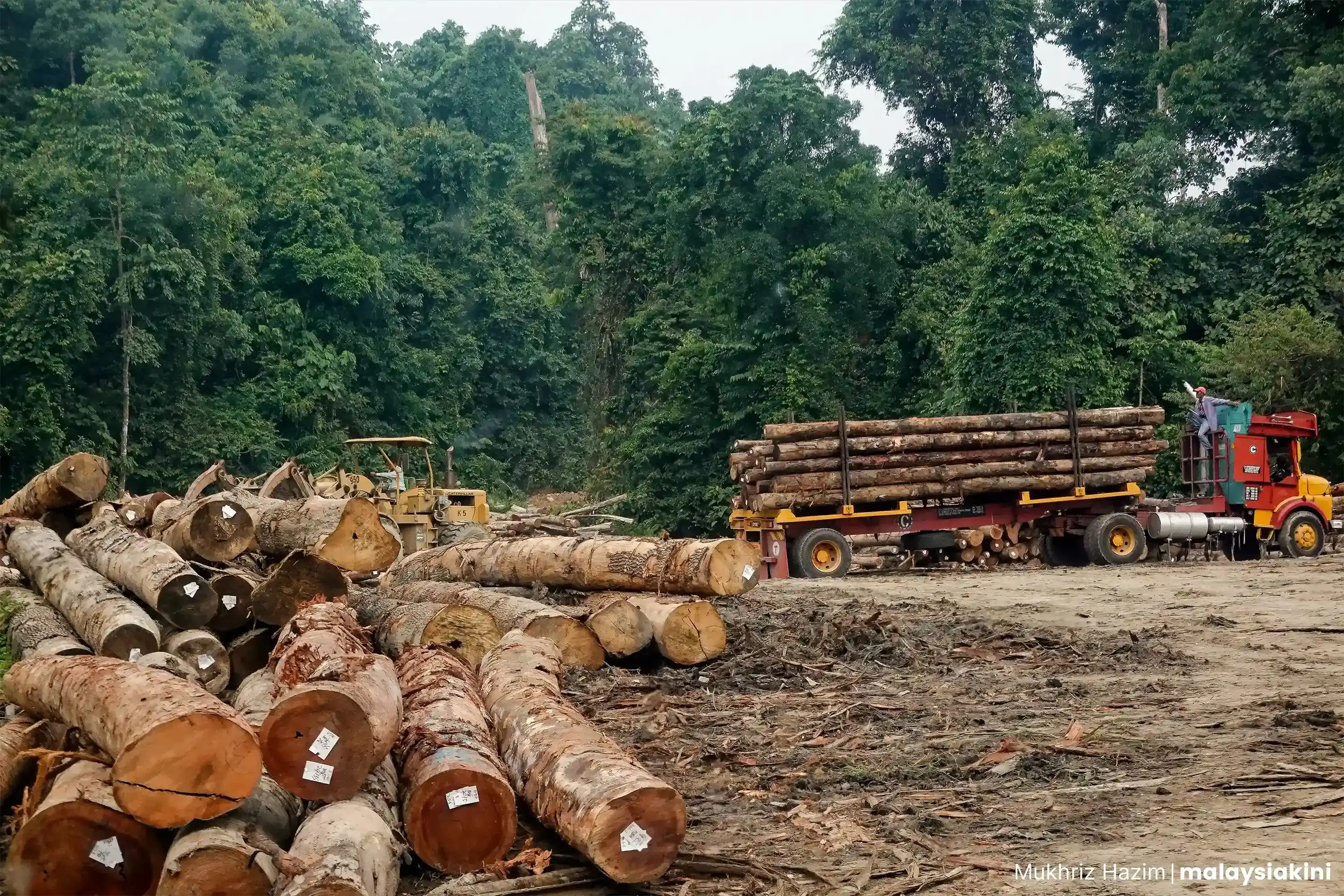 Timber Grab: The Truth Behind Pahang Oil Palm Plantations | Pulitzer Center