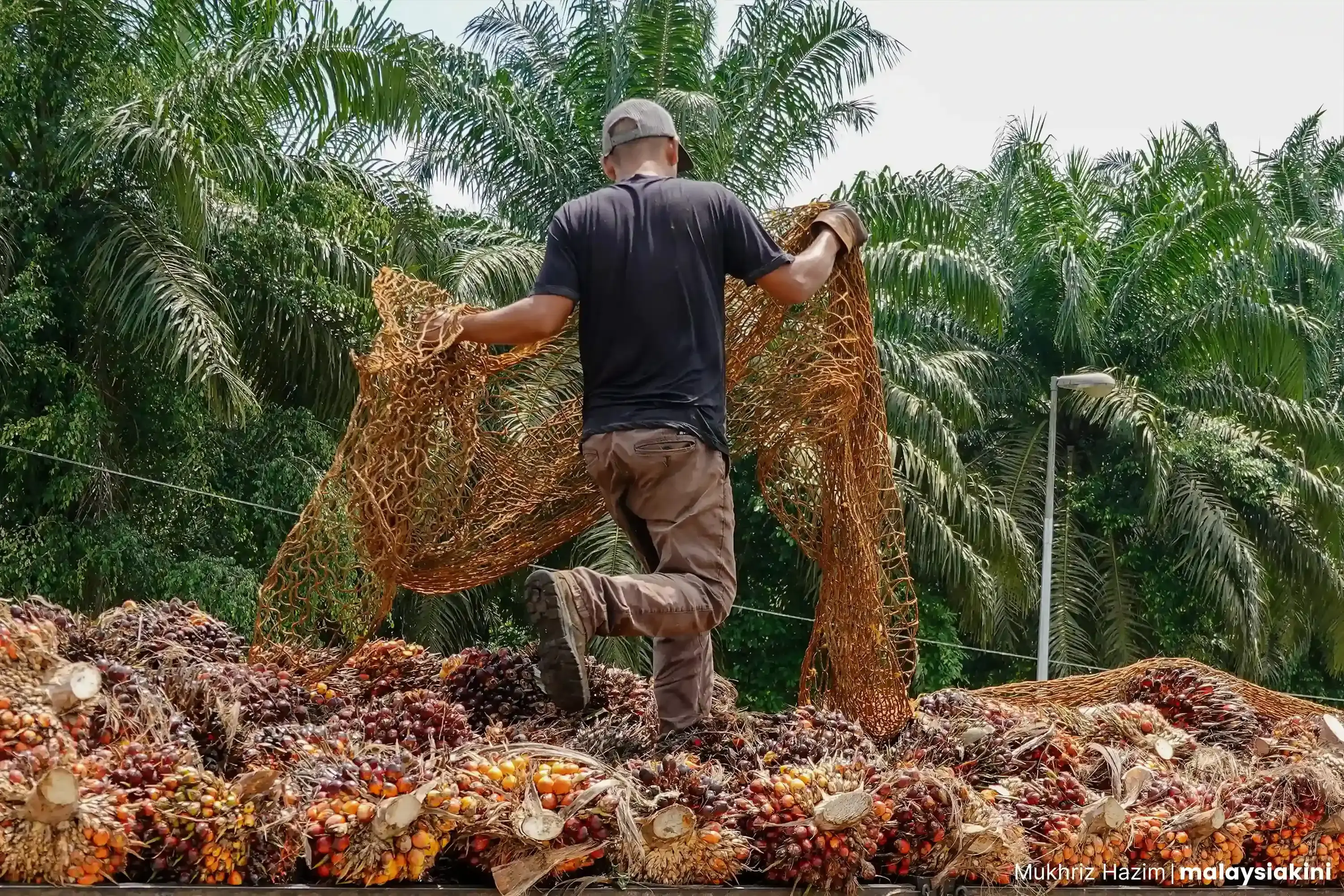 Timber Grab: The Truth Behind Pahang Oil Palm Plantations | Pulitzer Center