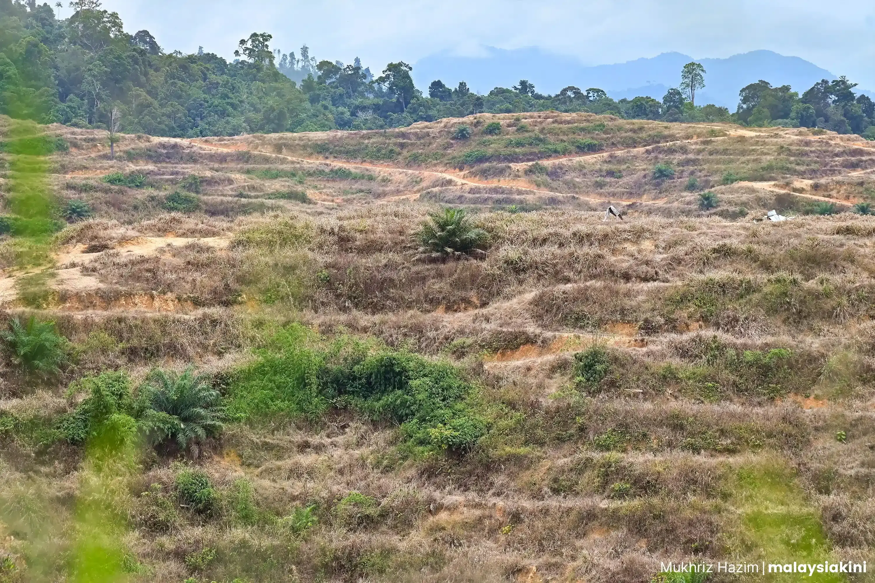 Timber Grab: The Truth Behind Pahang Oil Palm Plantations | Pulitzer Center