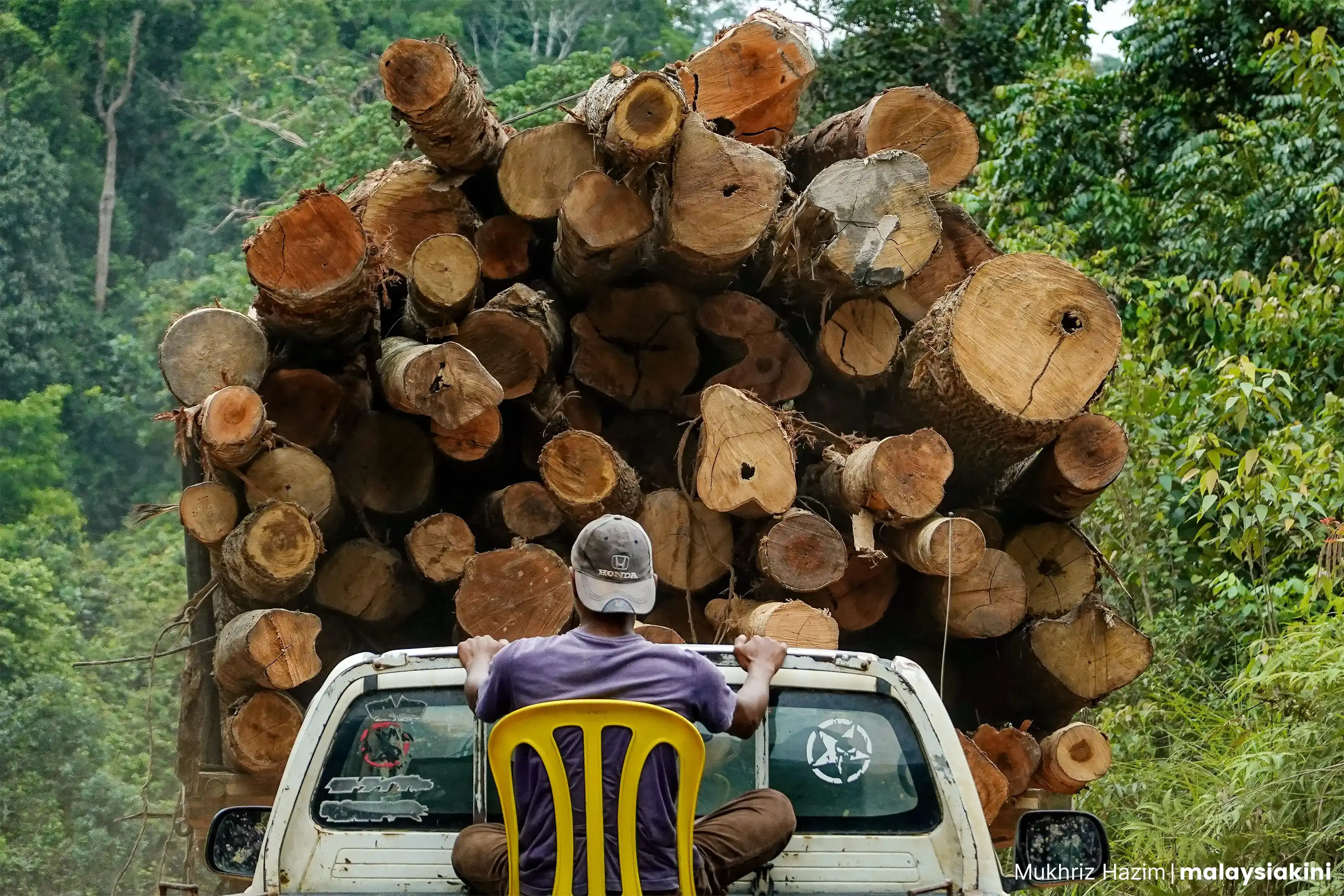 Timber Grab: The Truth Behind Pahang Oil Palm Plantations | Pulitzer Center