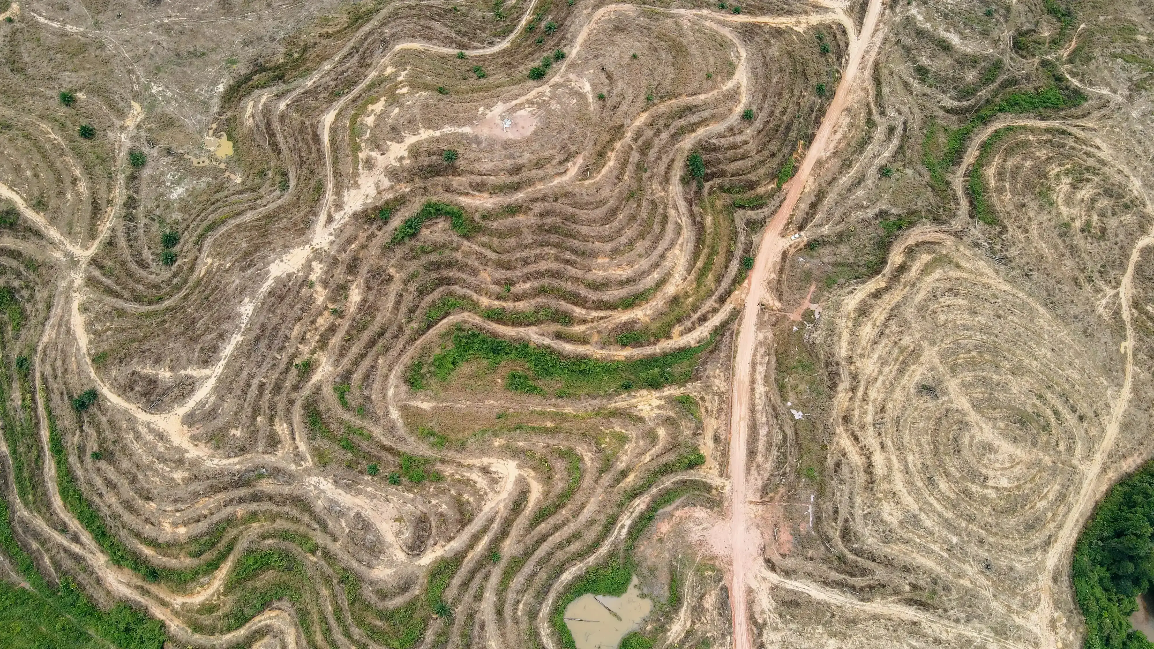 Timber Grab: The Truth Behind Pahang Oil Palm Plantations | Pulitzer Center