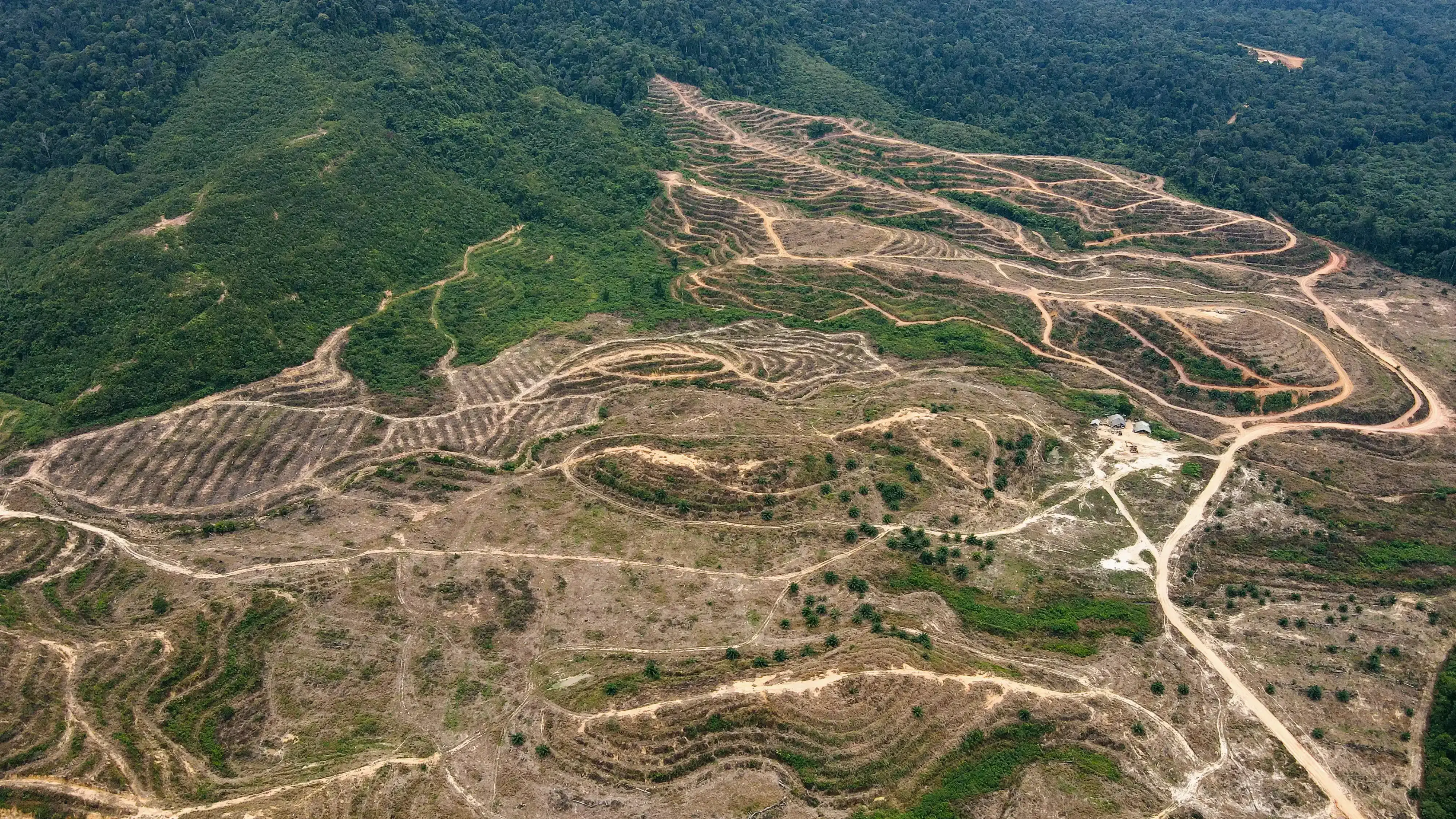 Timber Grab: The Truth Behind Pahang Oil Palm Plantations | Pulitzer Center