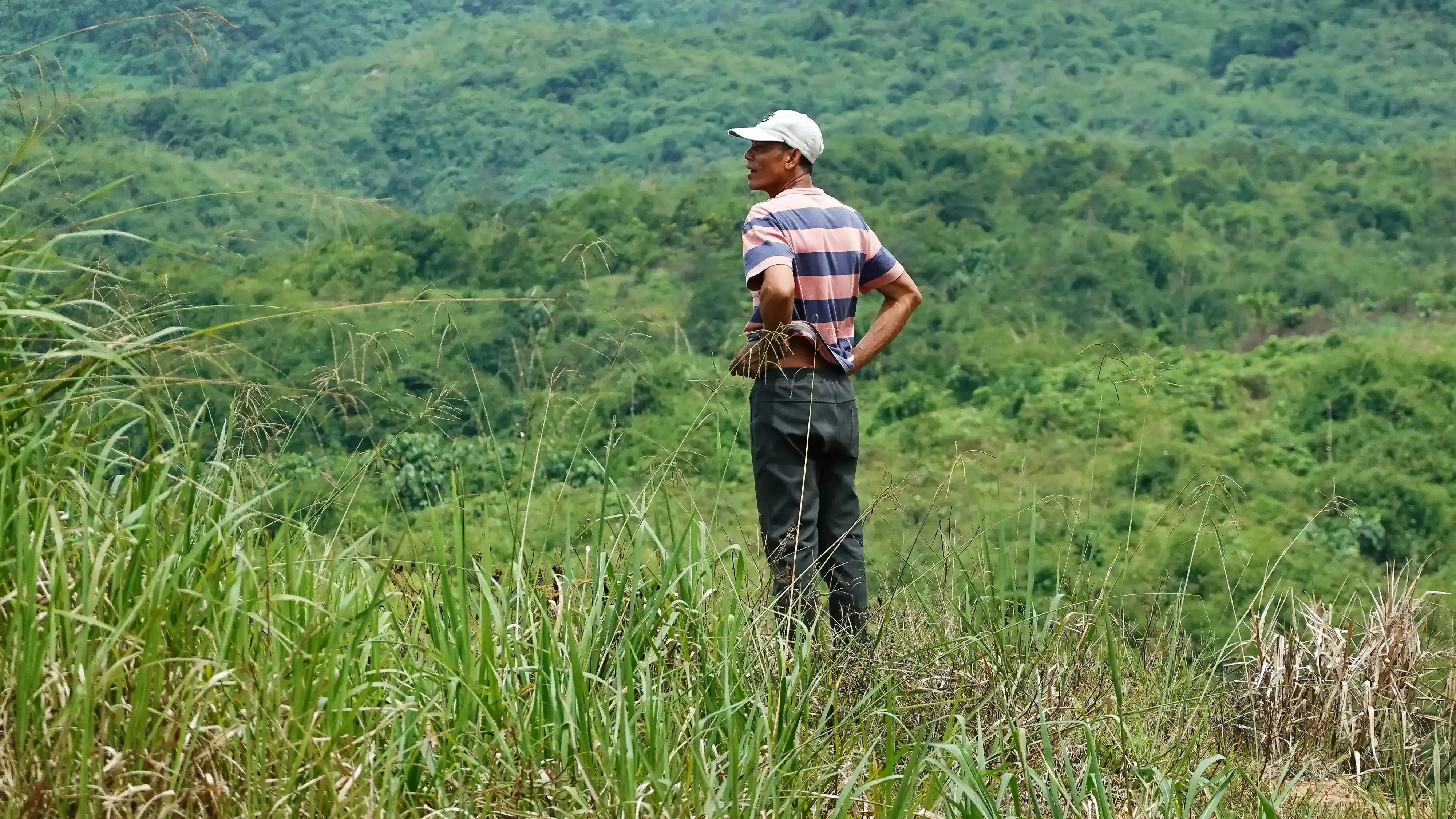 Timber Grab: The Truth Behind Pahang Oil Palm Plantations | Pulitzer Center