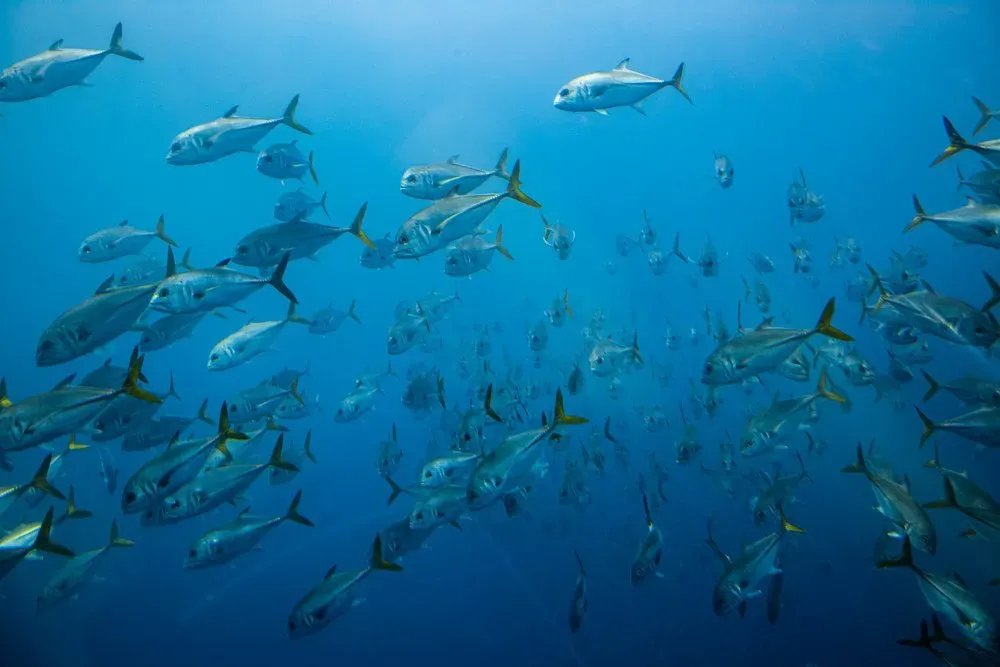 Mexico's Interoceanic Corridor Set To Transform Vital Ecosystems Into ...