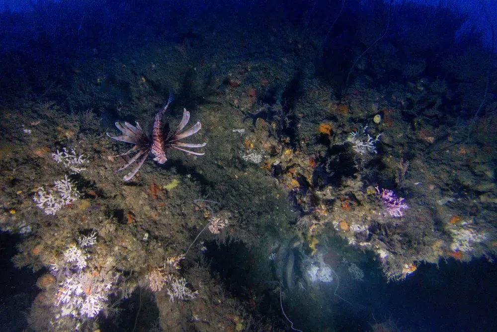 Mexico's Interoceanic Corridor Set To Transform Vital Ecosystems Into ...