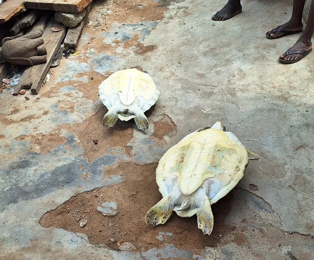 The Vanishing Guardians of Ghana’s Oceans: Exposing the Sea Turtle ...