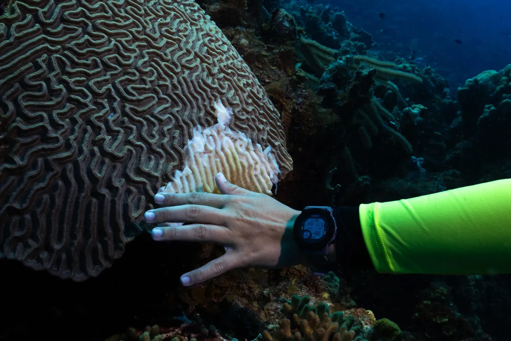 These Beloved Sea Creatures Are Dying. Can Human Medicine Save Them ...
