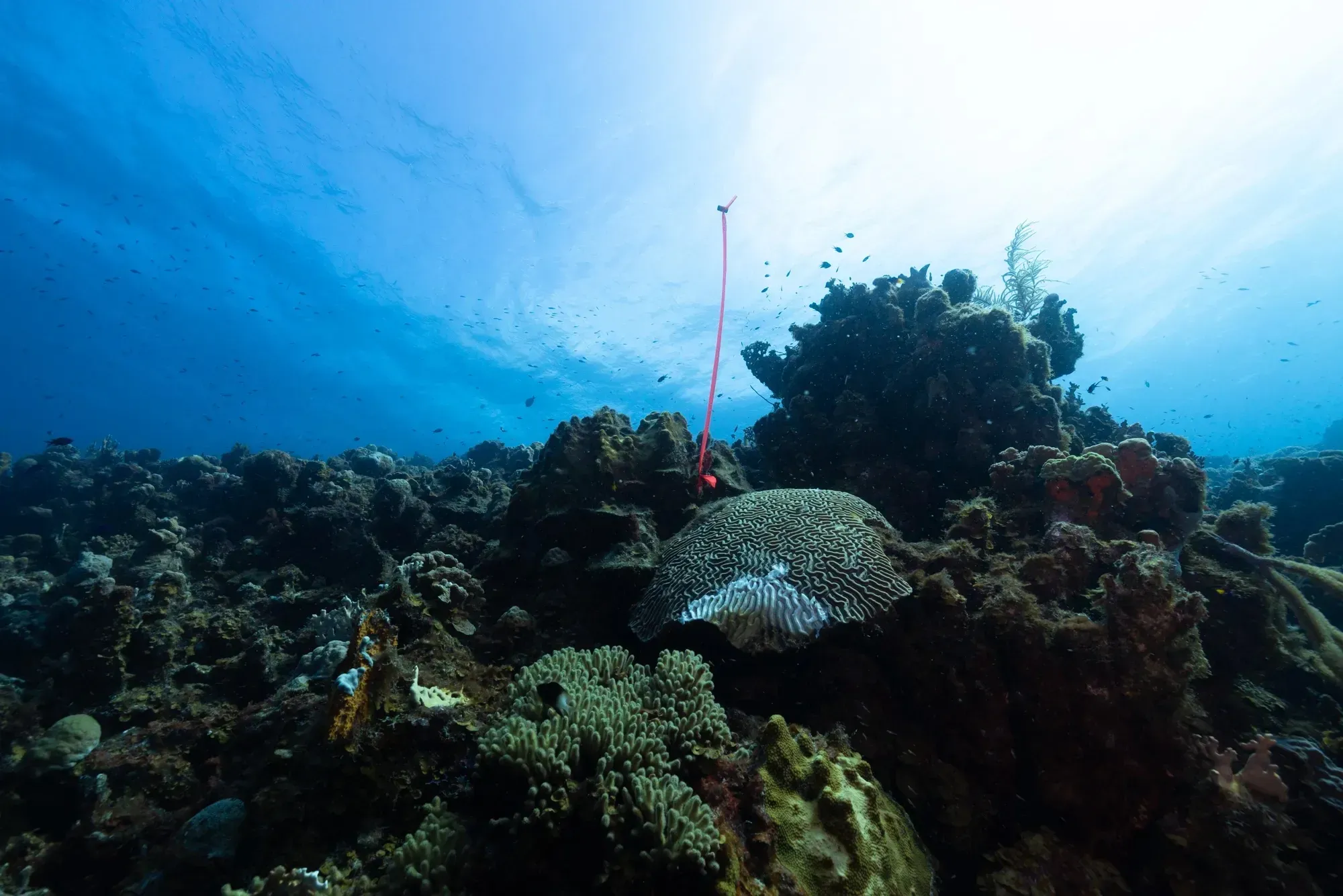 These Beloved Sea Creatures Are Dying. Can Human Medicine Save Them ...