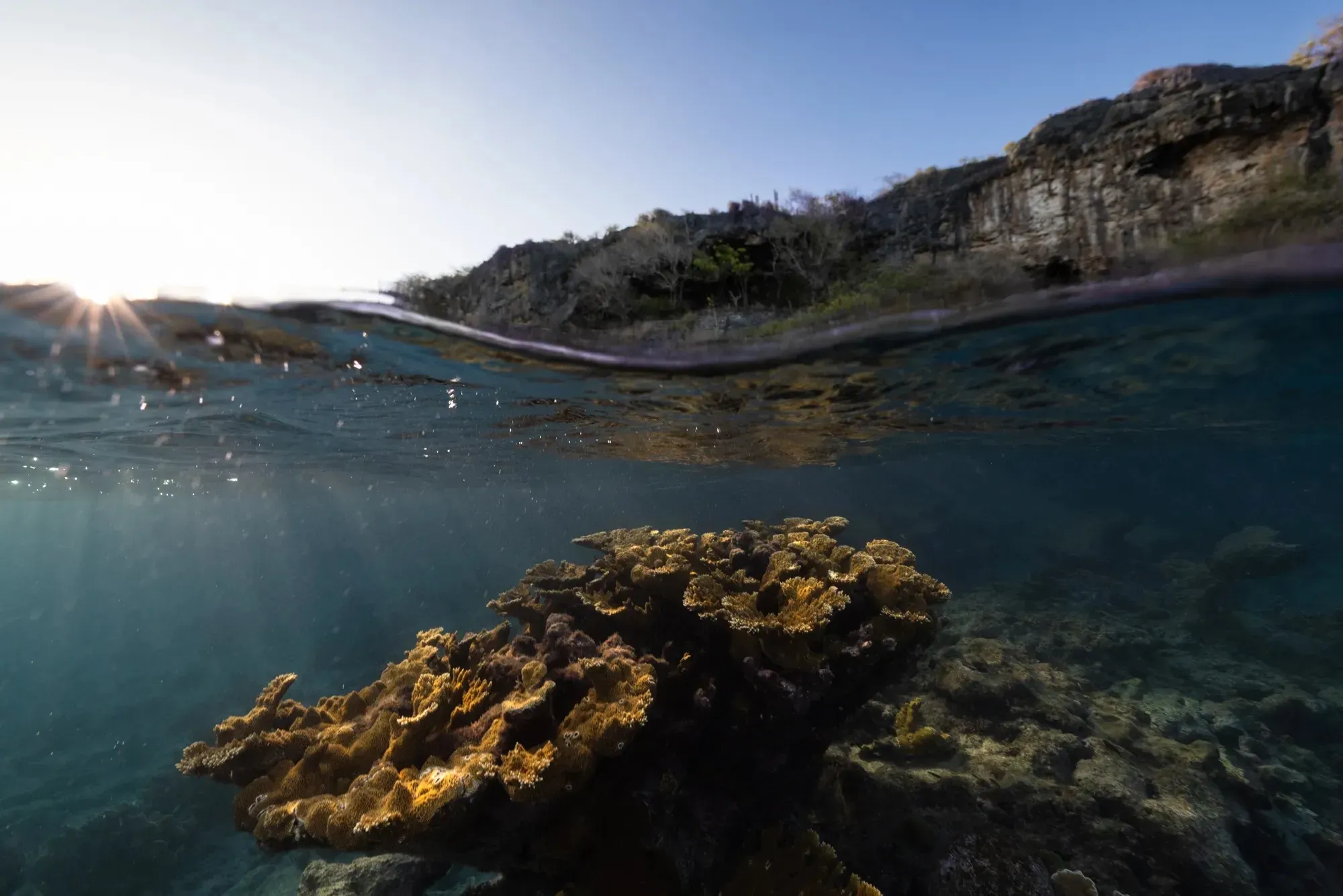 These Beloved Sea Creatures Are Dying. Can Human Medicine Save Them ...