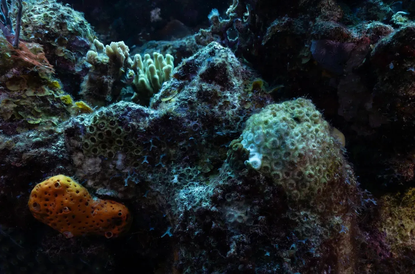These Beloved Sea Creatures Are Dying. Can Human Medicine Save Them ...