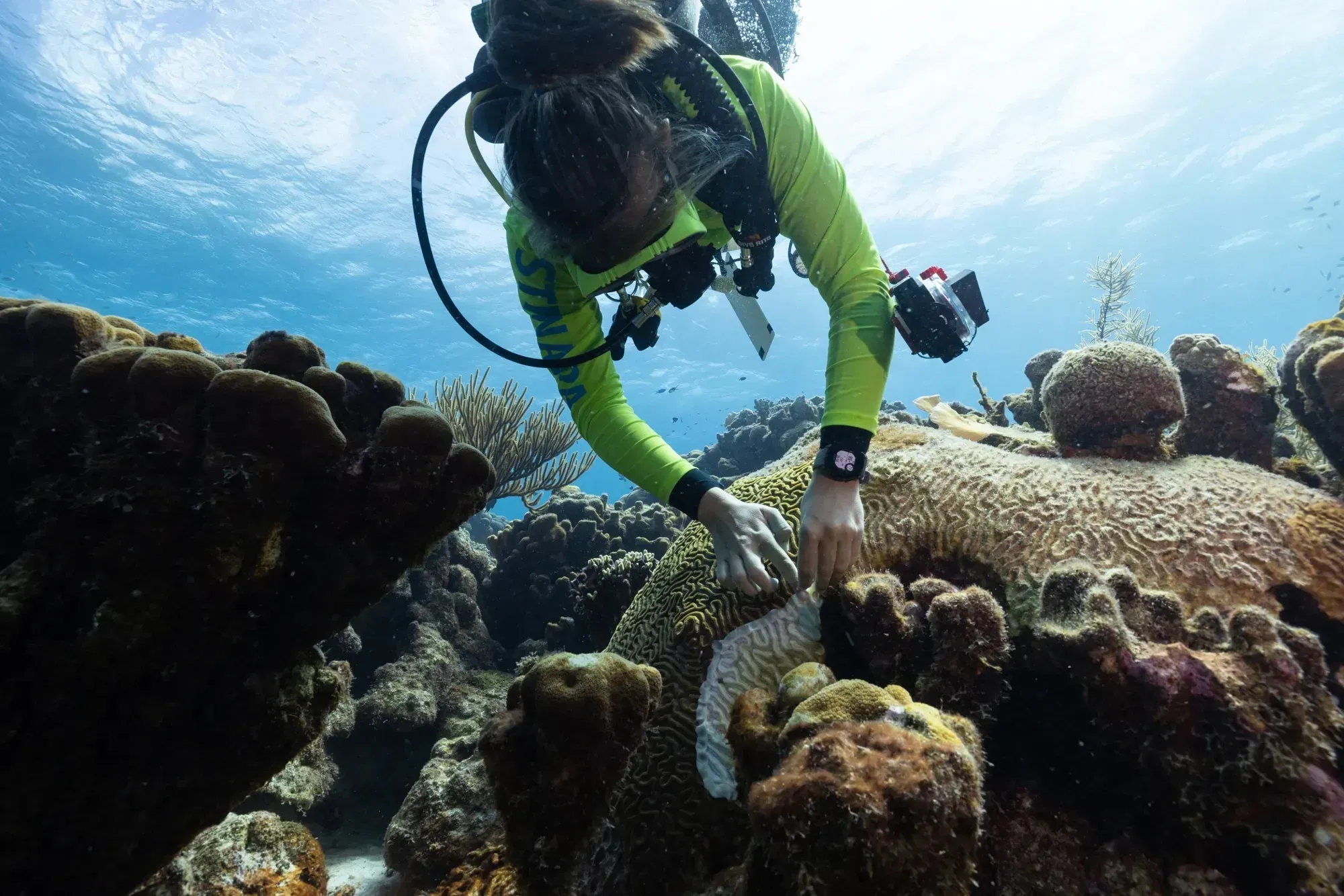 These Beloved Sea Creatures Are Dying. Can Human Medicine Save Them ...