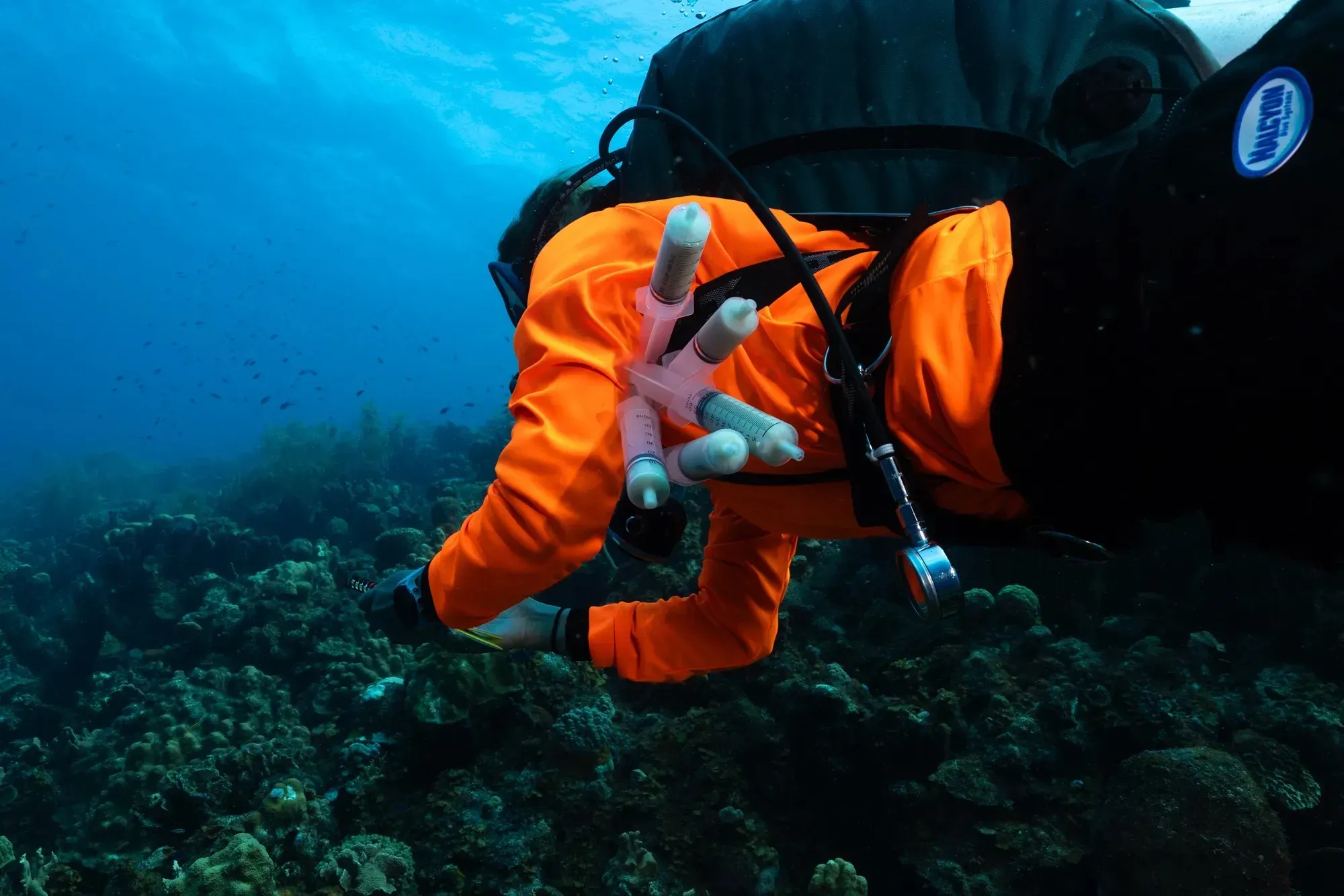 These Beloved Sea Creatures Are Dying. Can Human Medicine Save Them ...