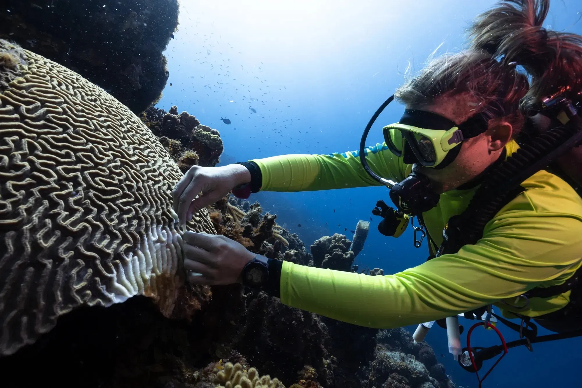 These Beloved Sea Creatures Are Dying. Can Human Medicine Save Them ...