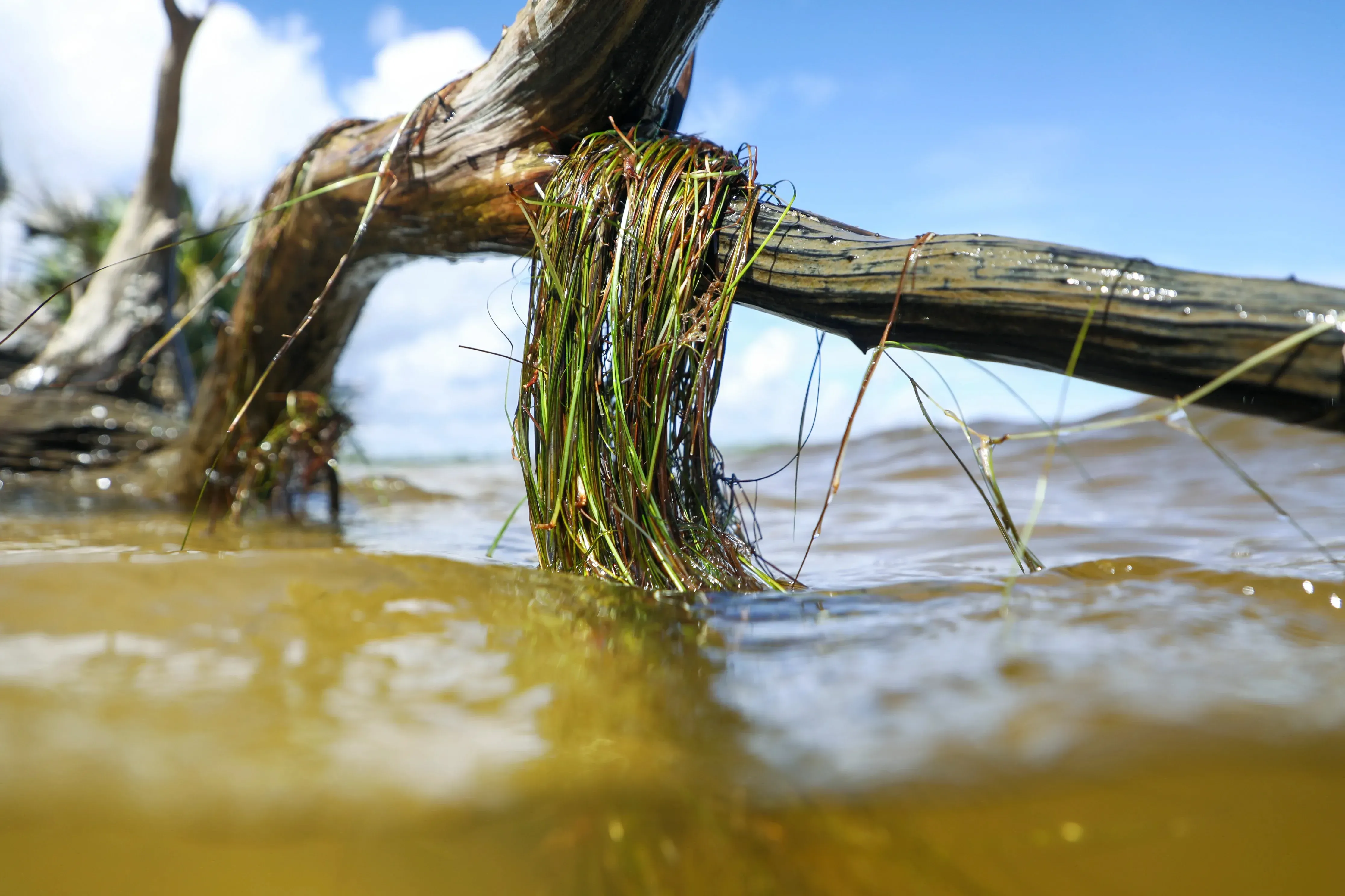 Wasting Away: Rampant Pollution Caused Manatees To Starve. Florida ...