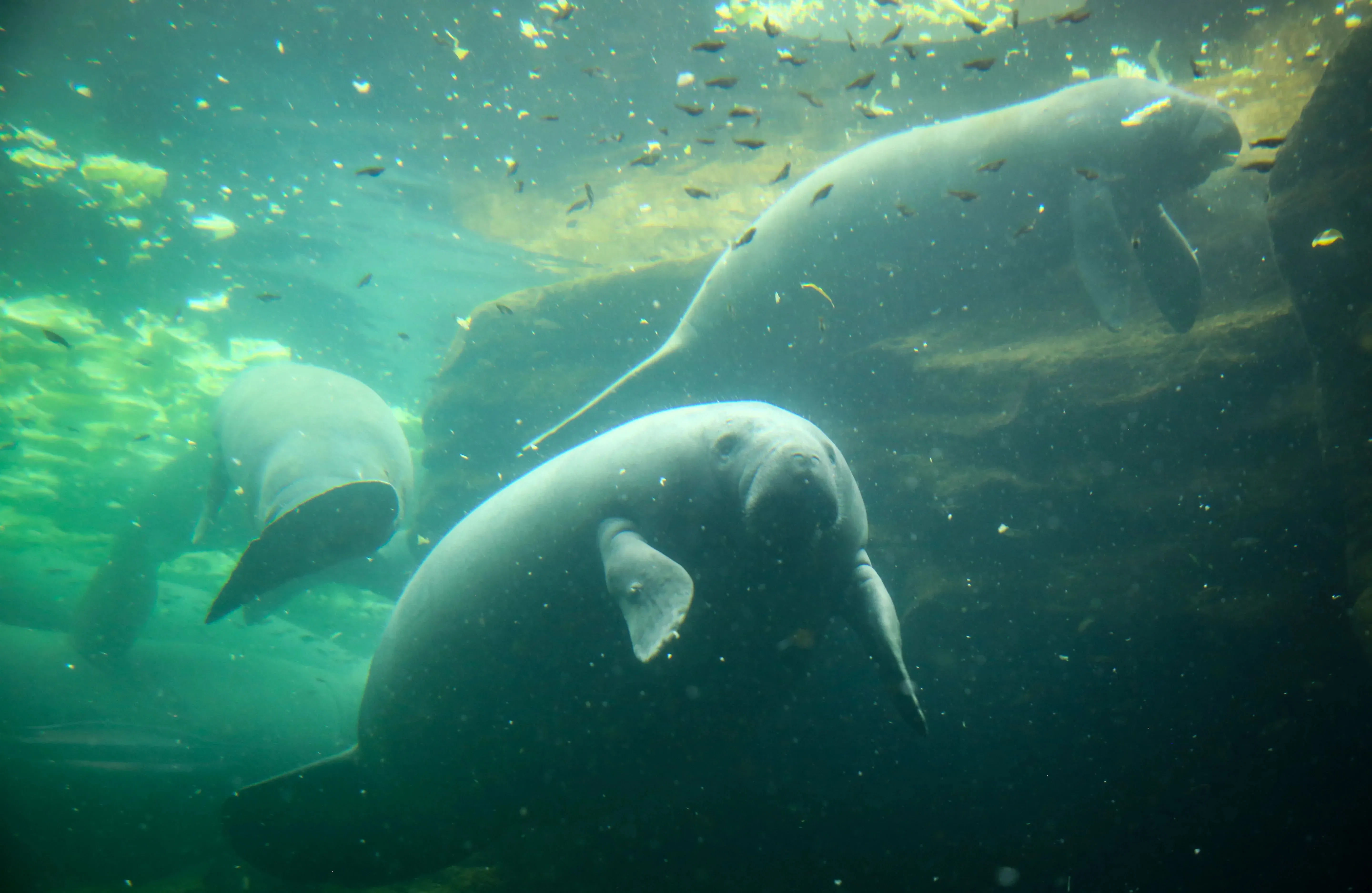 Wasting Away: Rampant Pollution Caused Manatees To Starve. Florida ...