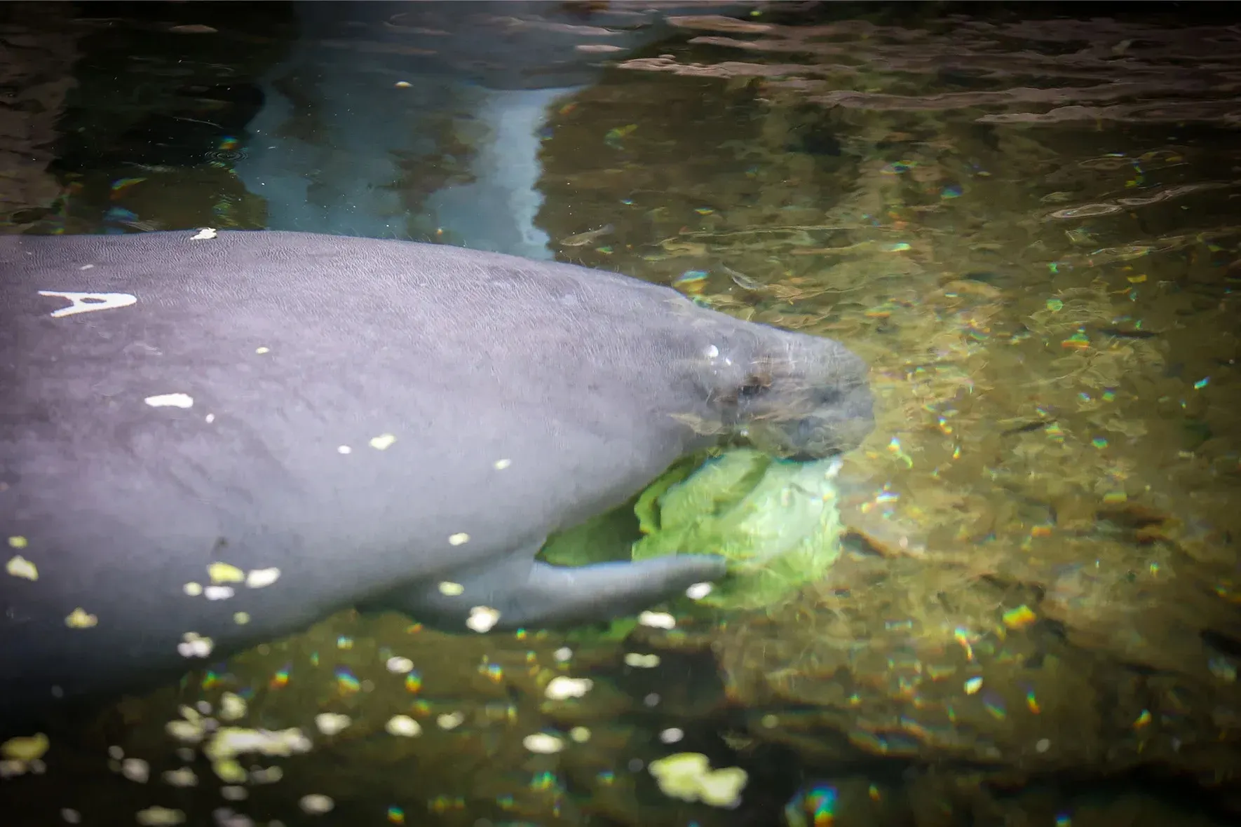 Wasting Away: Rampant Pollution Caused Manatees To Starve. Florida ...
