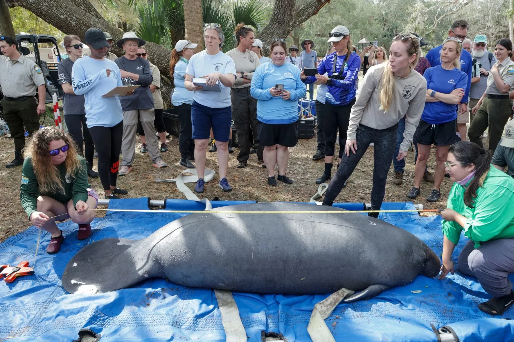 Wasting Away: Rampant Pollution Caused Manatees To Starve. Florida ...