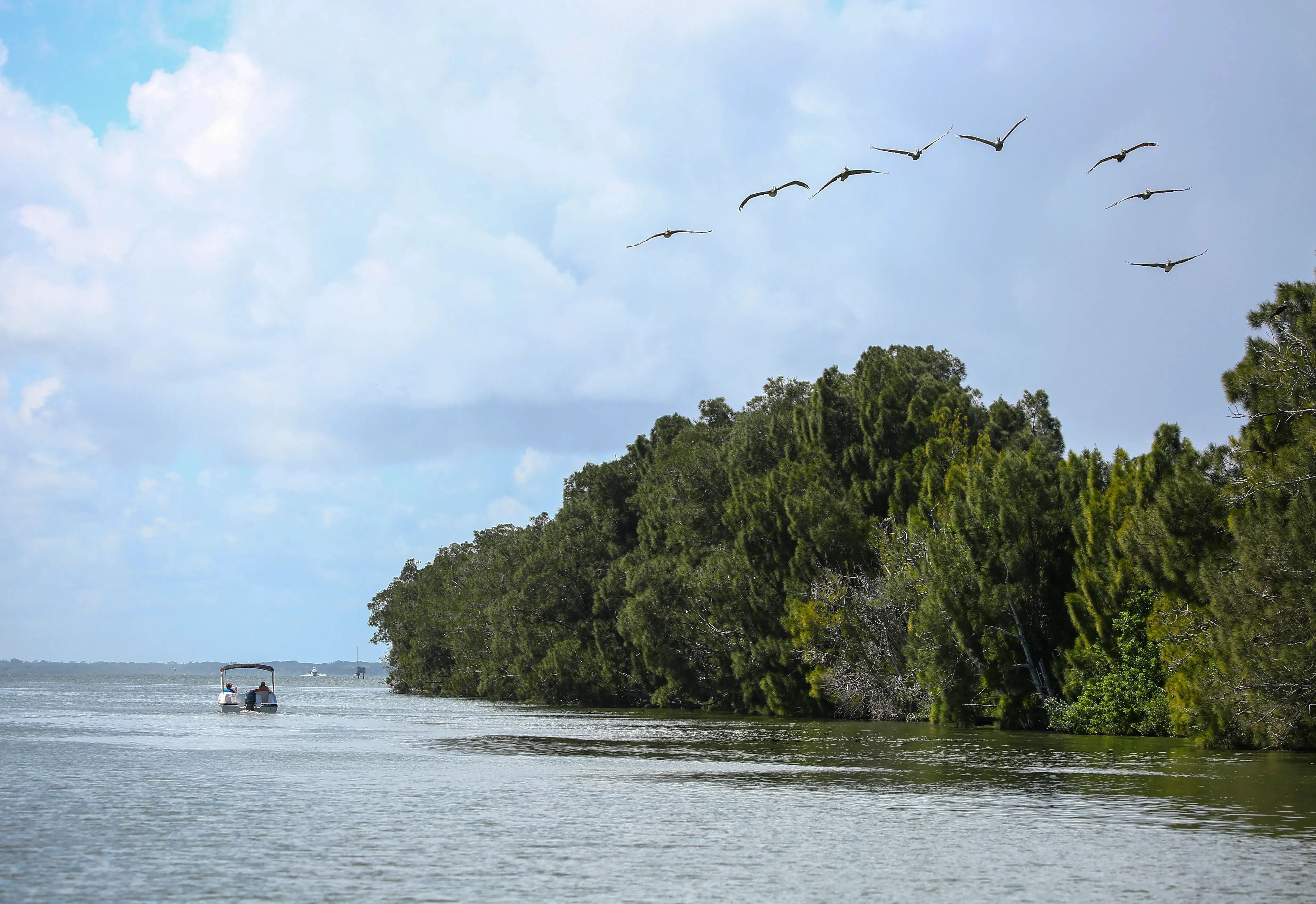 Wasting Away: Rampant Pollution Caused Manatees To Starve. Florida ...